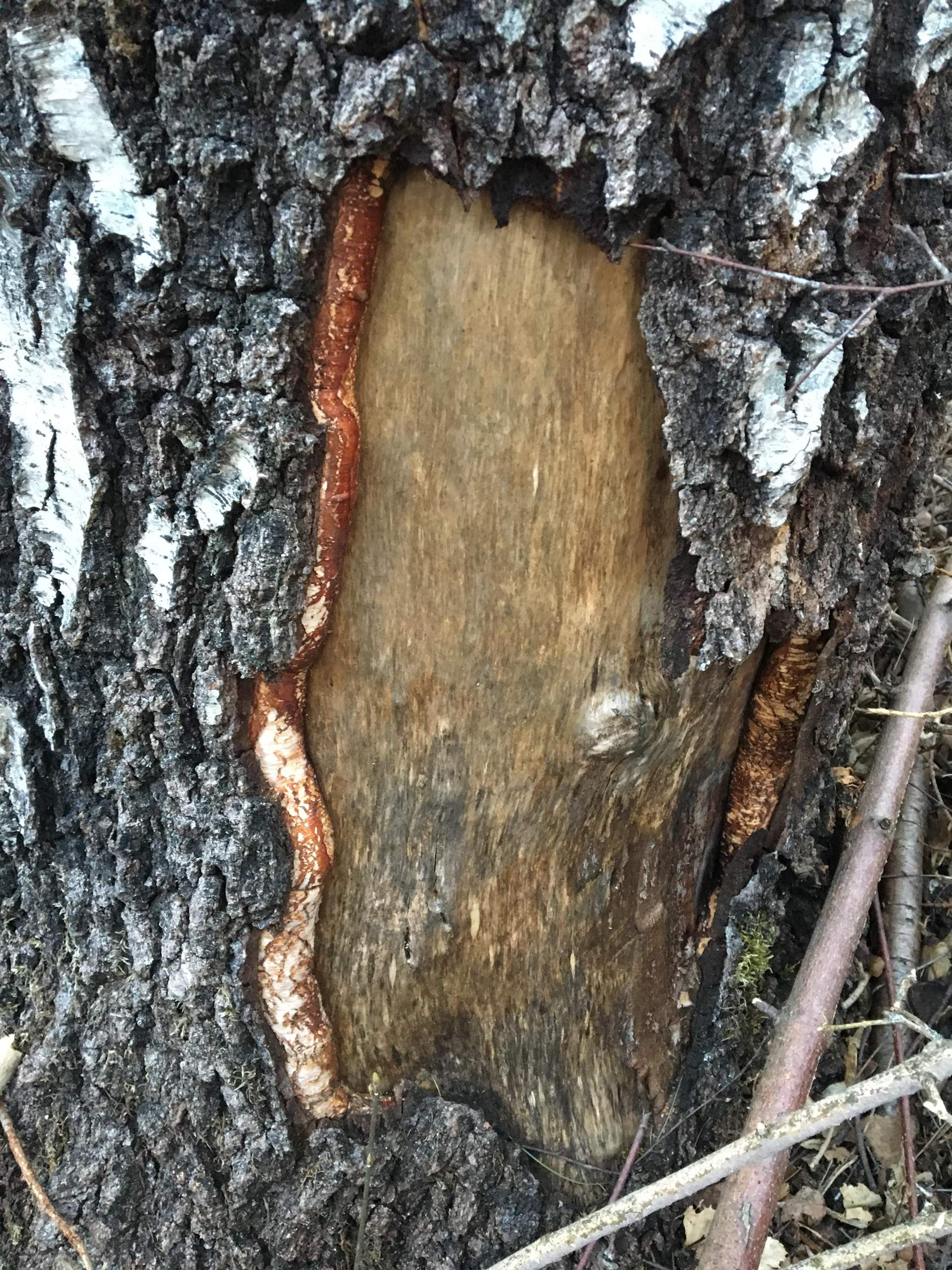 Birke/ Stück Rinde feht? (Baum, Wald)