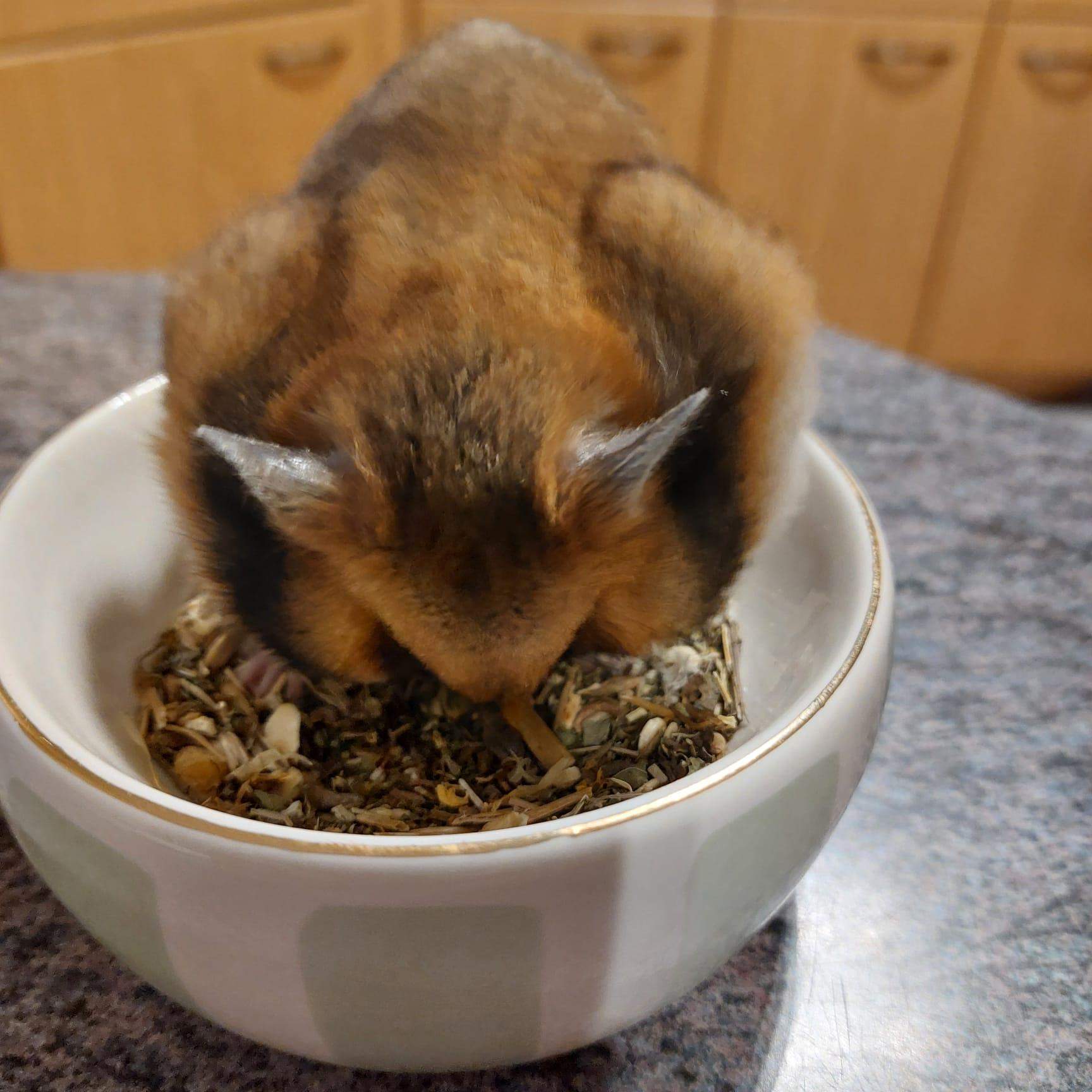 Bis zu welchem Alter kann meine Hamsterdame noch schwanger werden ...