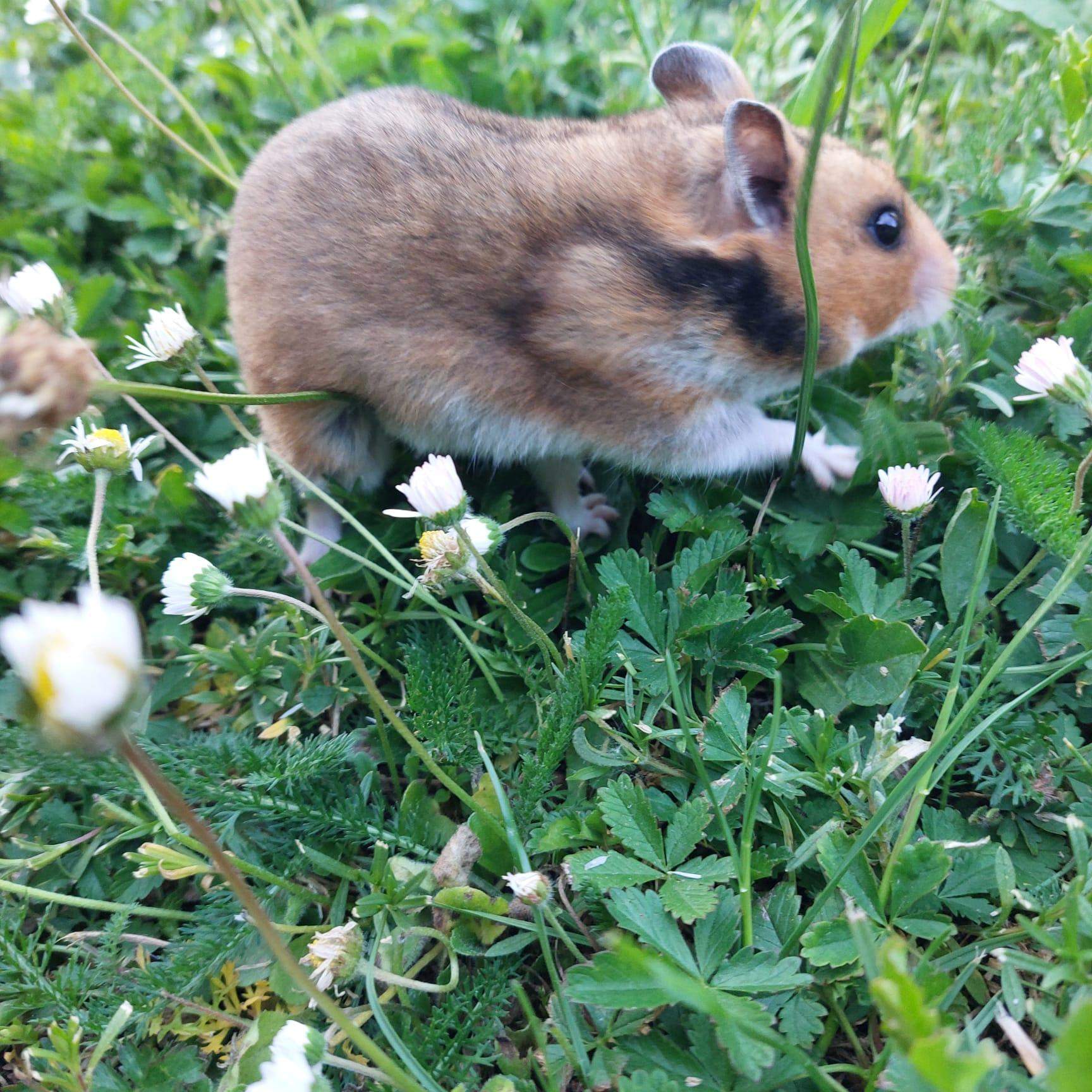 Bis zu welchem Alter kann meine Hamsterdame noch schwanger werden ...