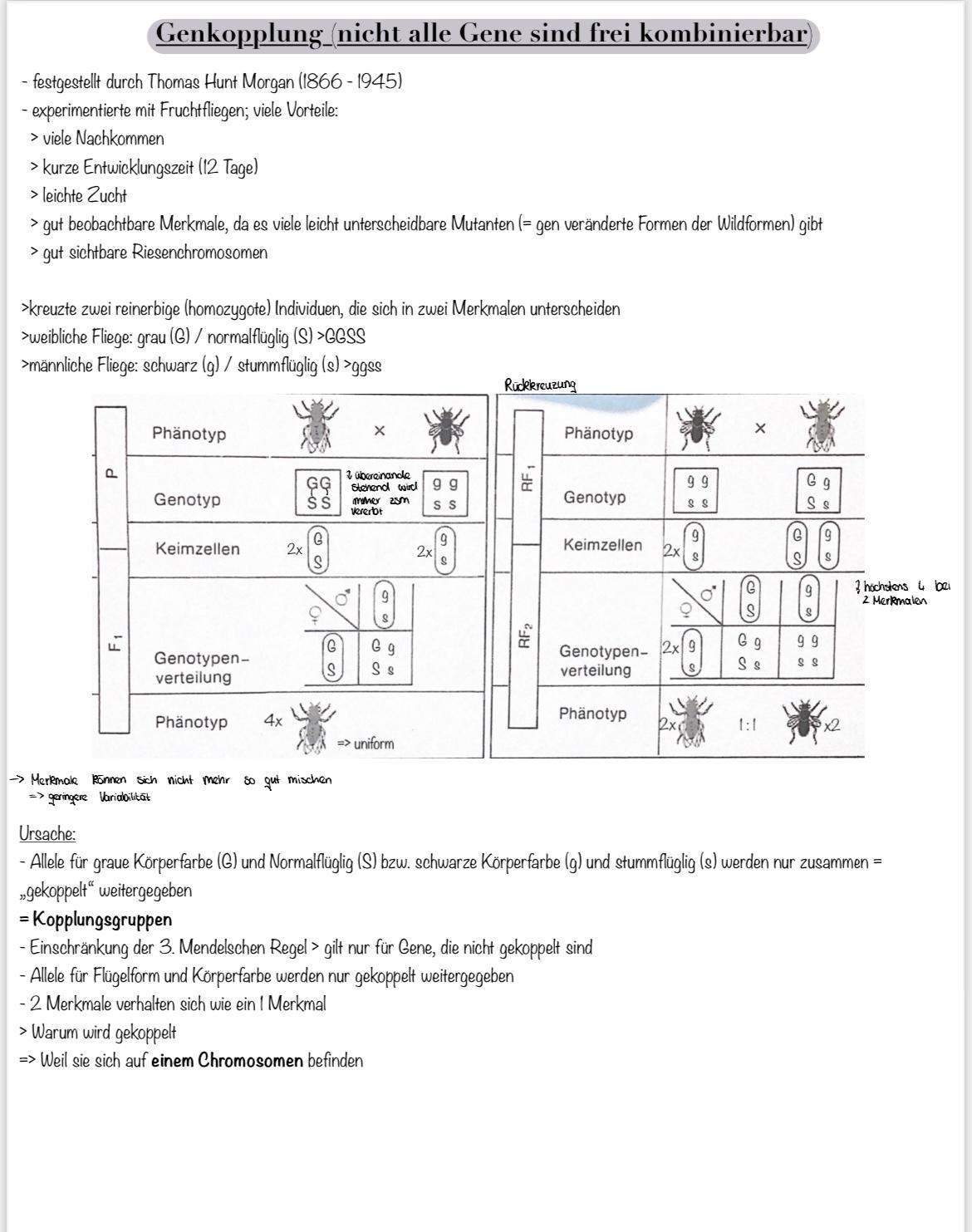 bitte Erklärung zu Morgan & Mendel: was ist Unterschied? (Schule ...