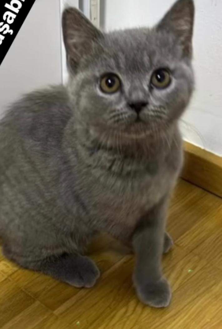 Bkh Katze? (Rasse, BKH Kitten)