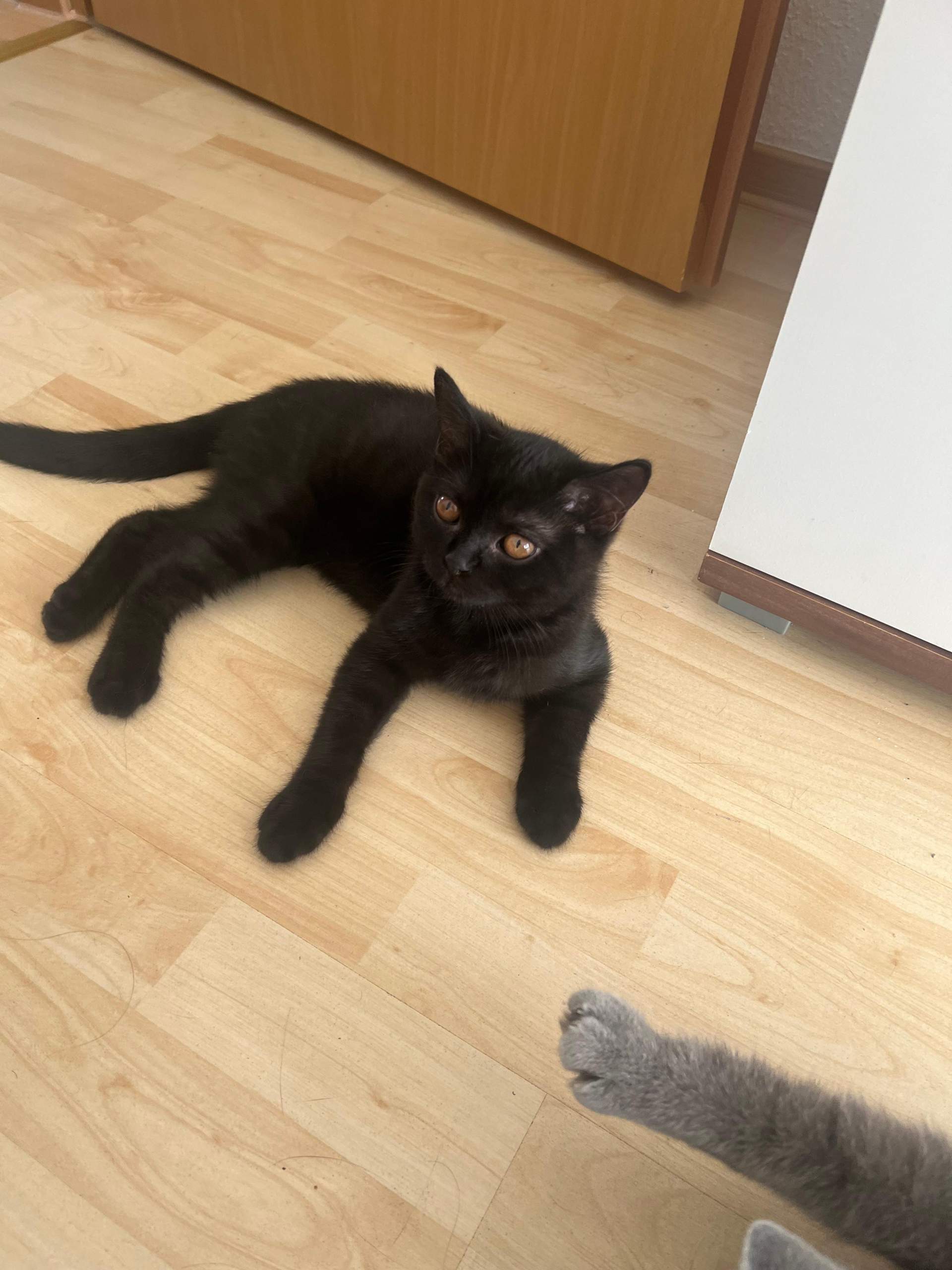 Bkh katze? (Hauskatze, Britisch Kurzhaar)