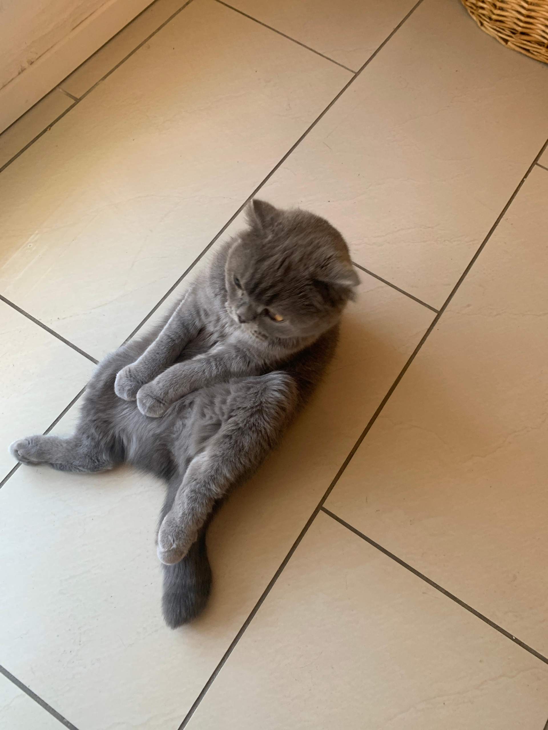 Bkh katze faltohr? (Britisch Kurzhaar)