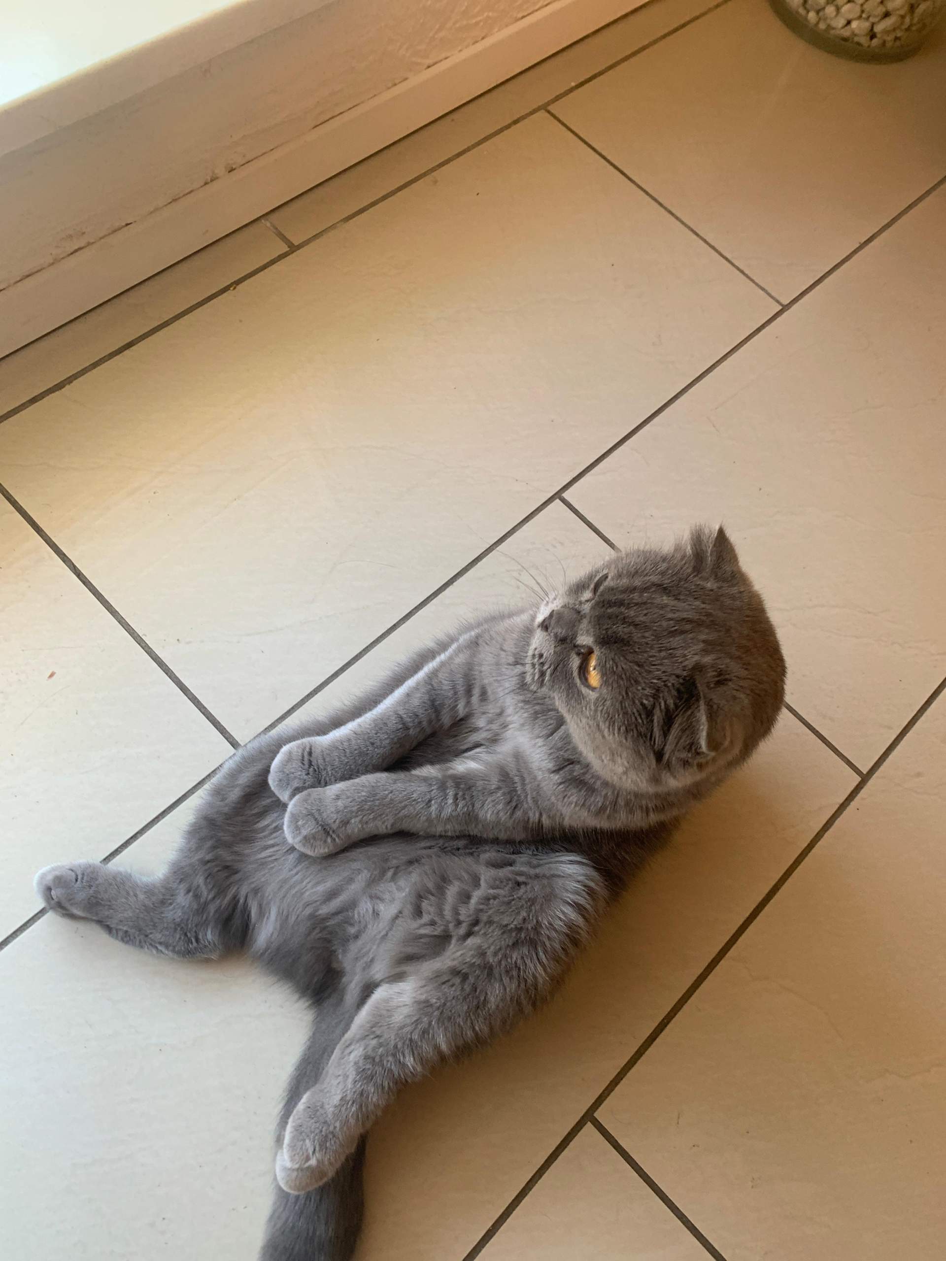 Bkh katze faltohr? (Britisch Kurzhaar)