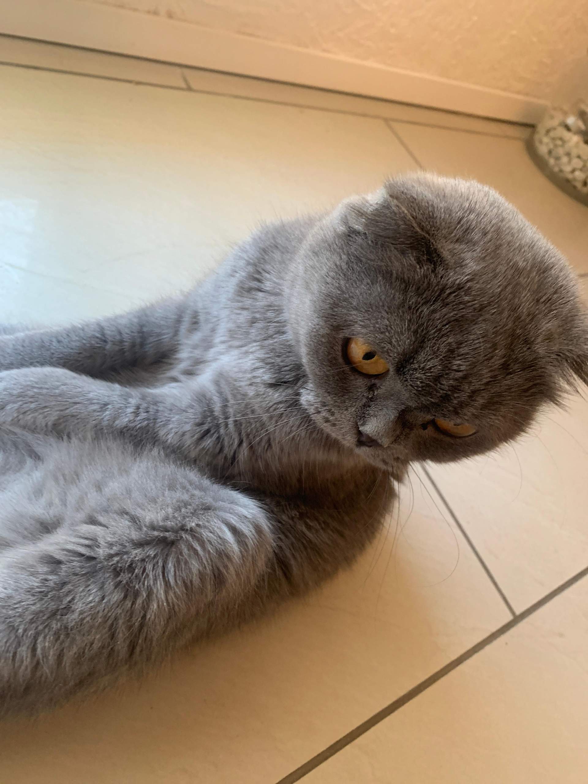 Bkh katze faltohr? (Britisch Kurzhaar)