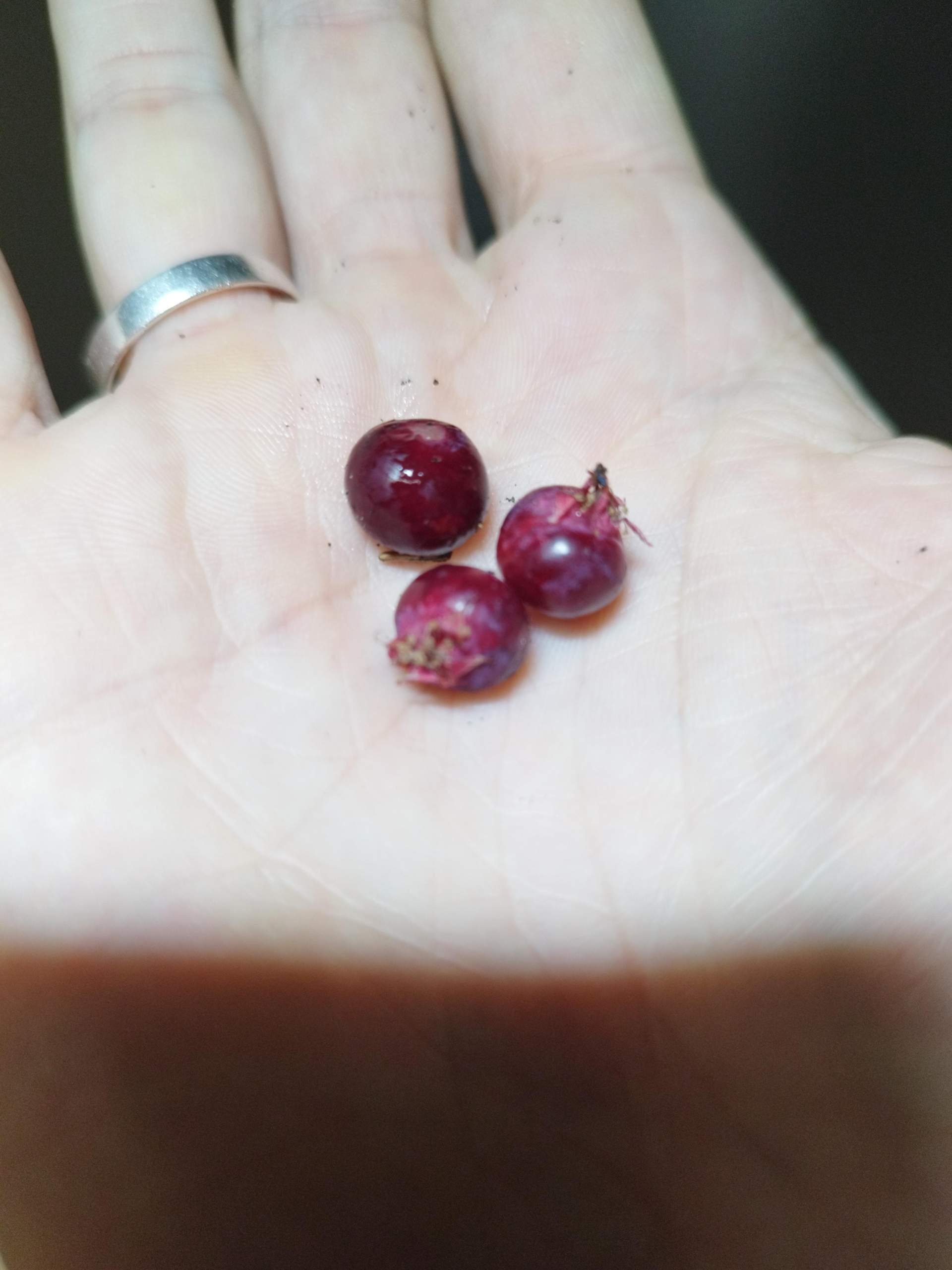 Blaue Beeren? (Obst, Blumen, Pflanzenpflege)