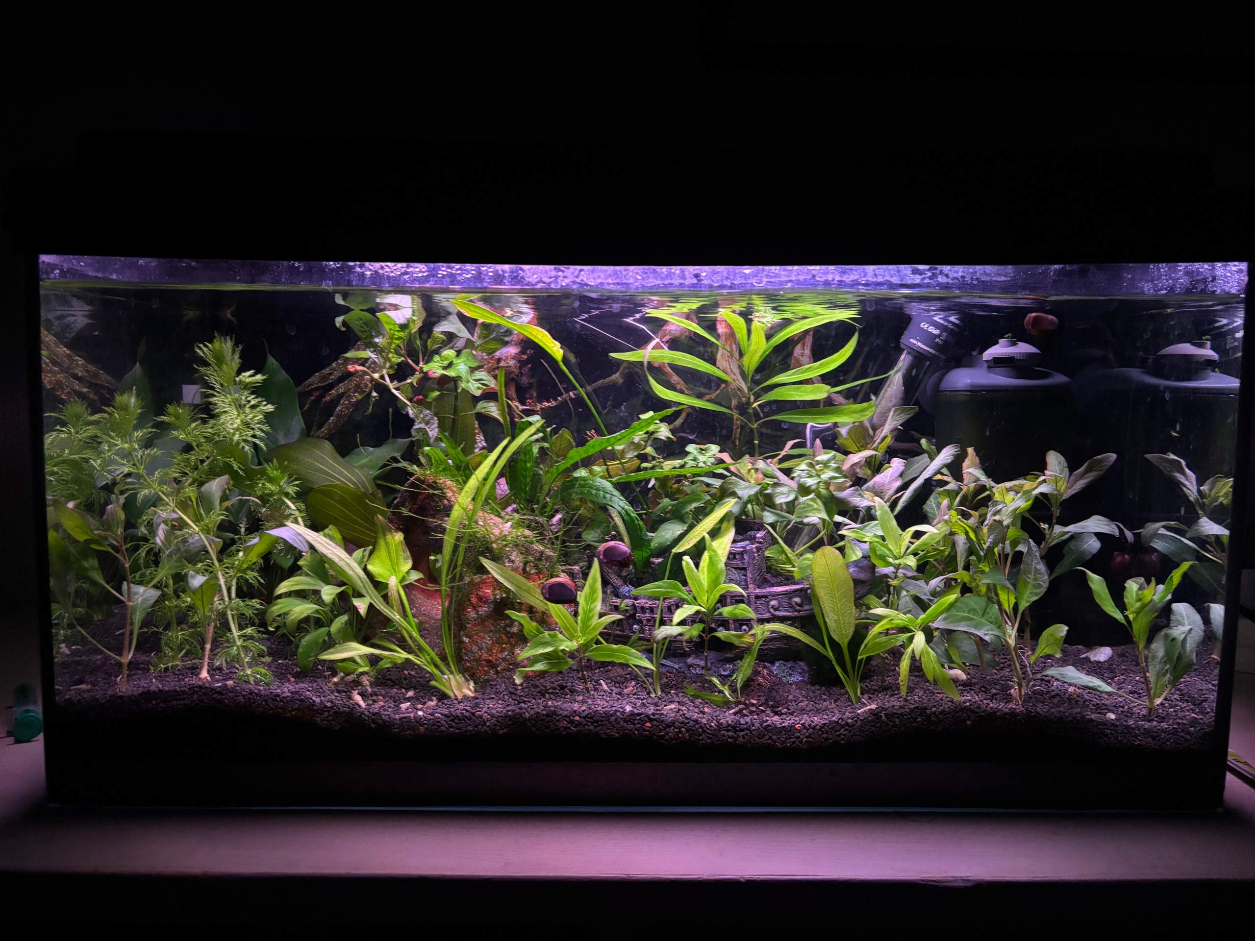 Blaue Neons mit roten Neons halten? (Aquarium, Aquariumfische ...