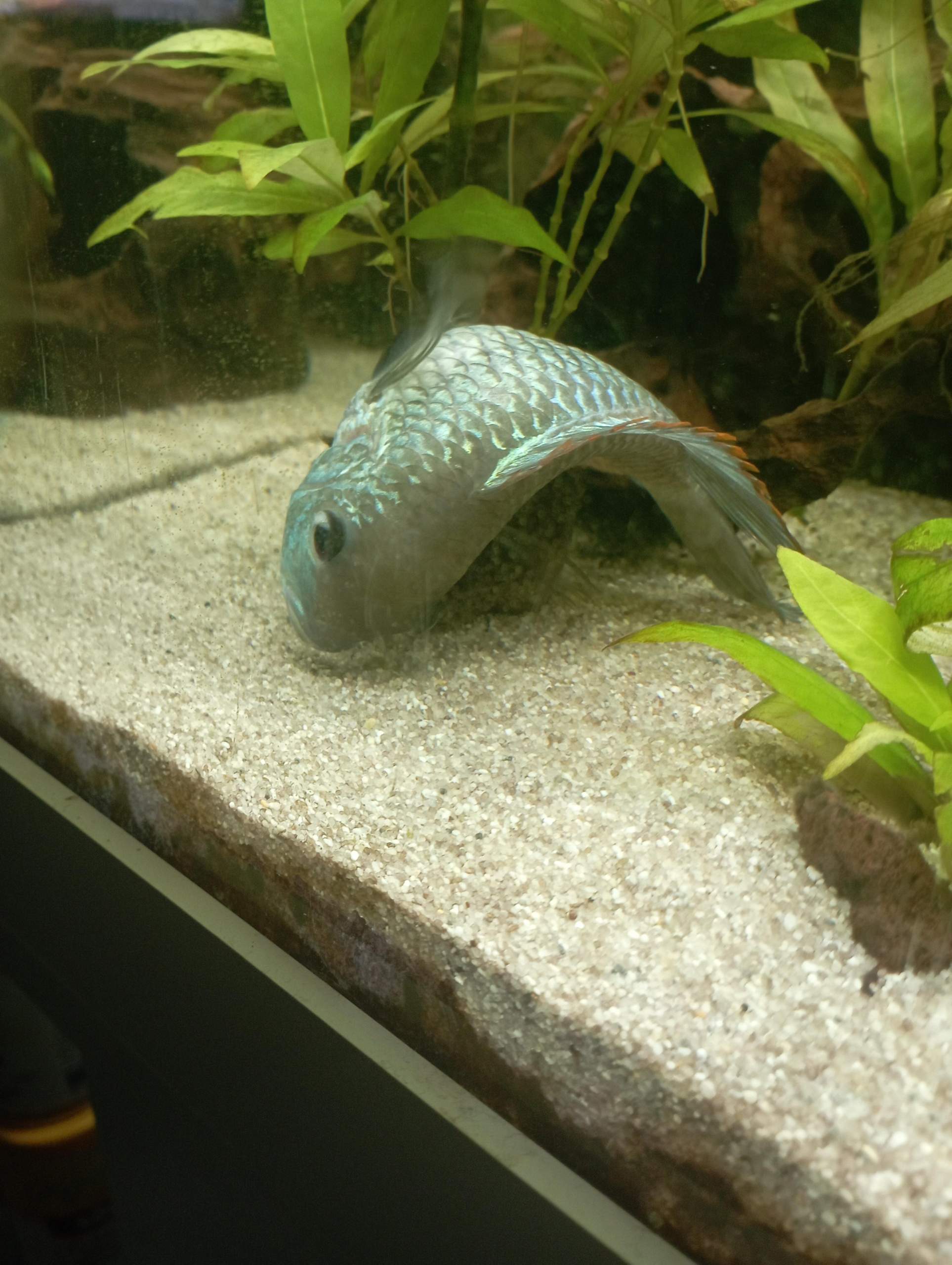 Fisch Liegt Auf Der Seite