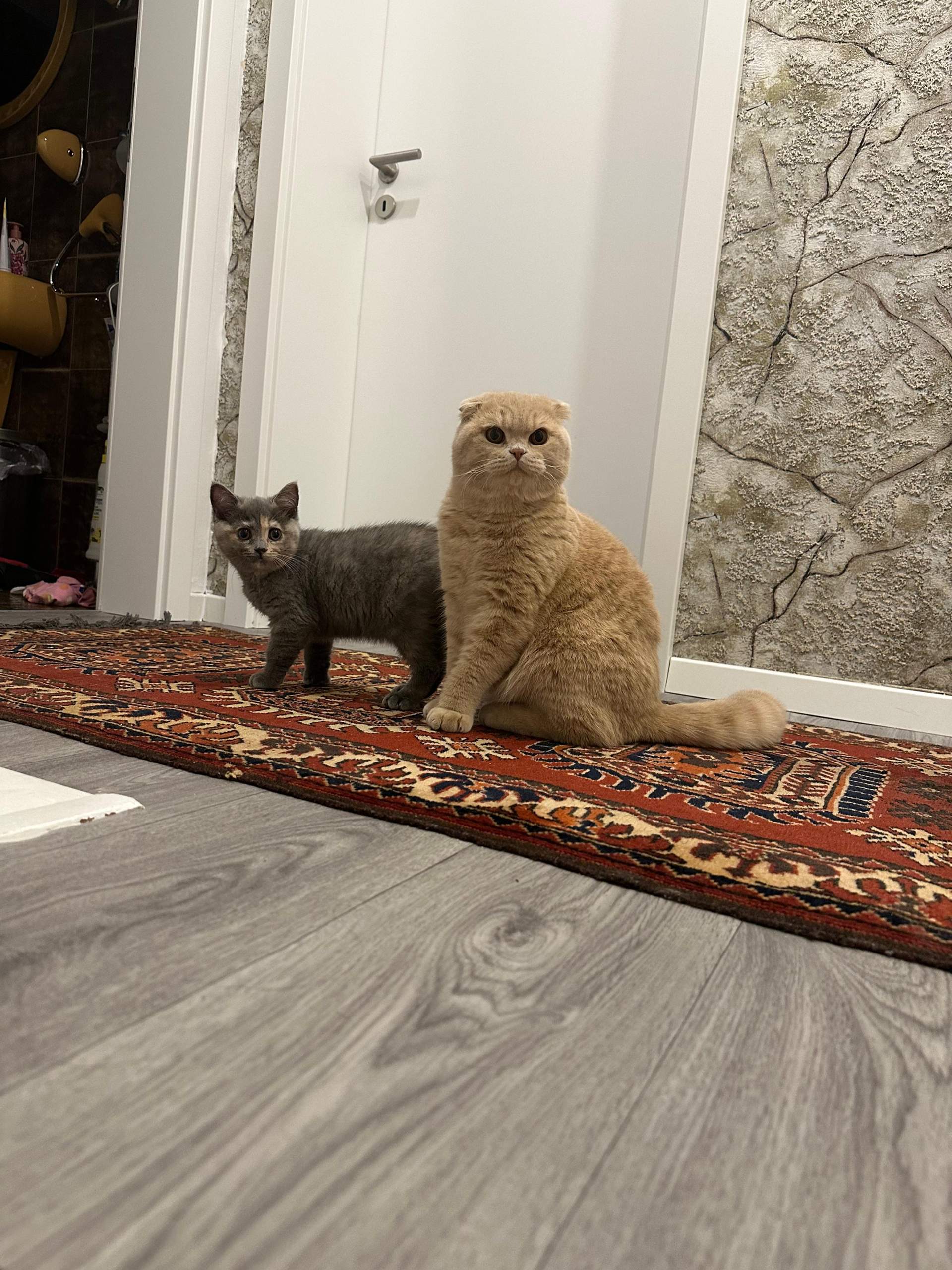 Bleiben meine Katzen nach dem Umzug noch Freunde? (Kater, Hauskatze ...