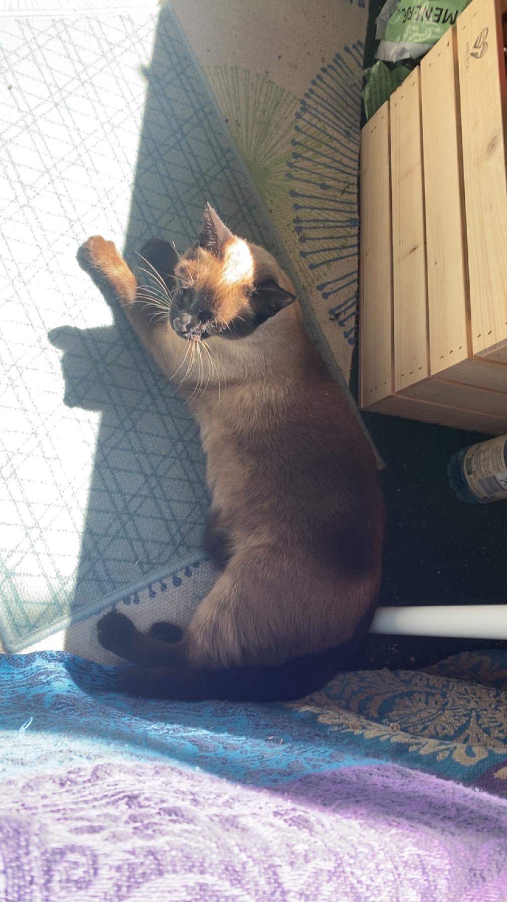 Blinde Katzen? (Katze, Kater, Hauskatze)