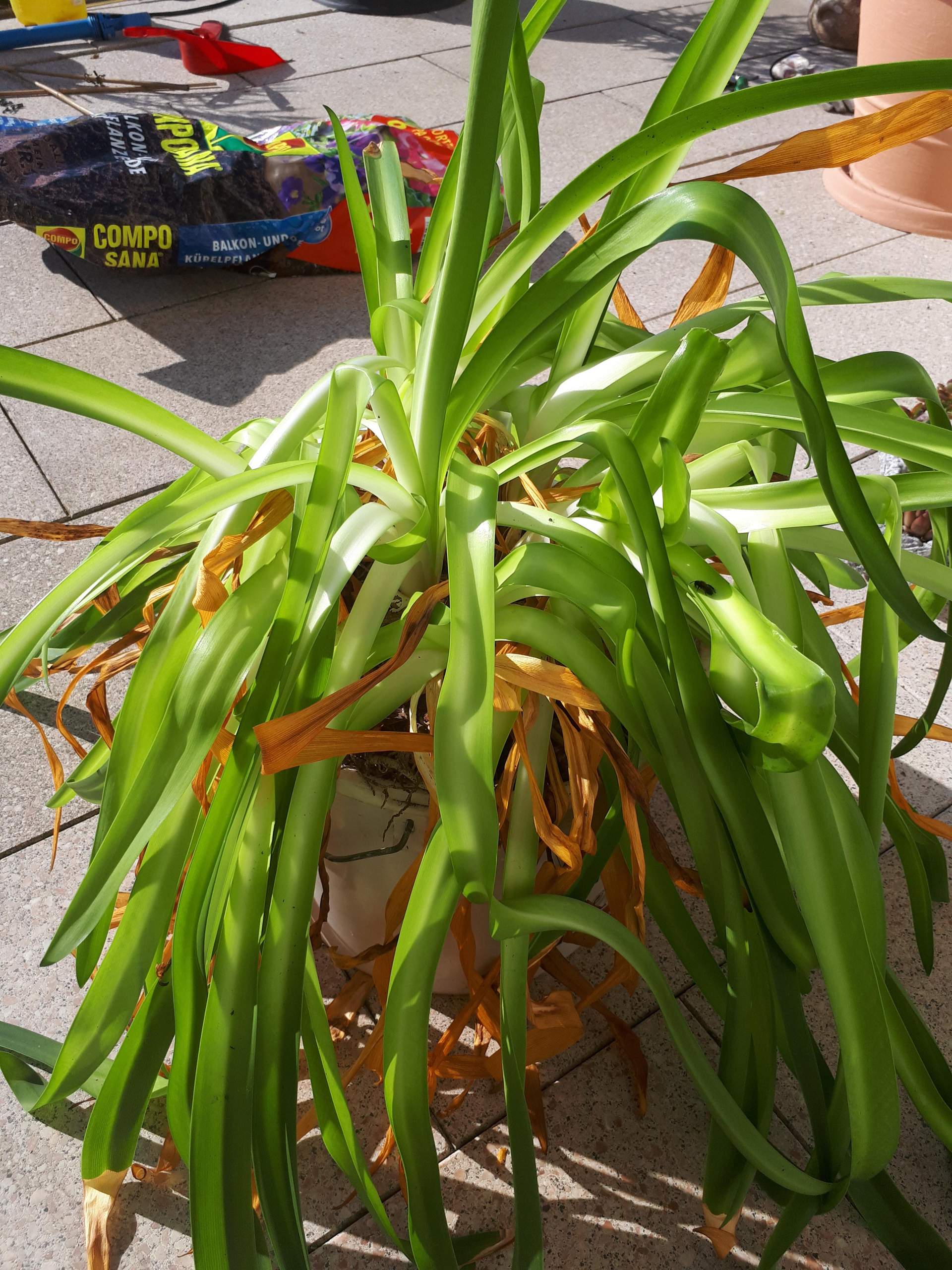 Blühen die Triebe der Pflanze (Foto) je nur einmal? (Pflanzenbestimmung ...