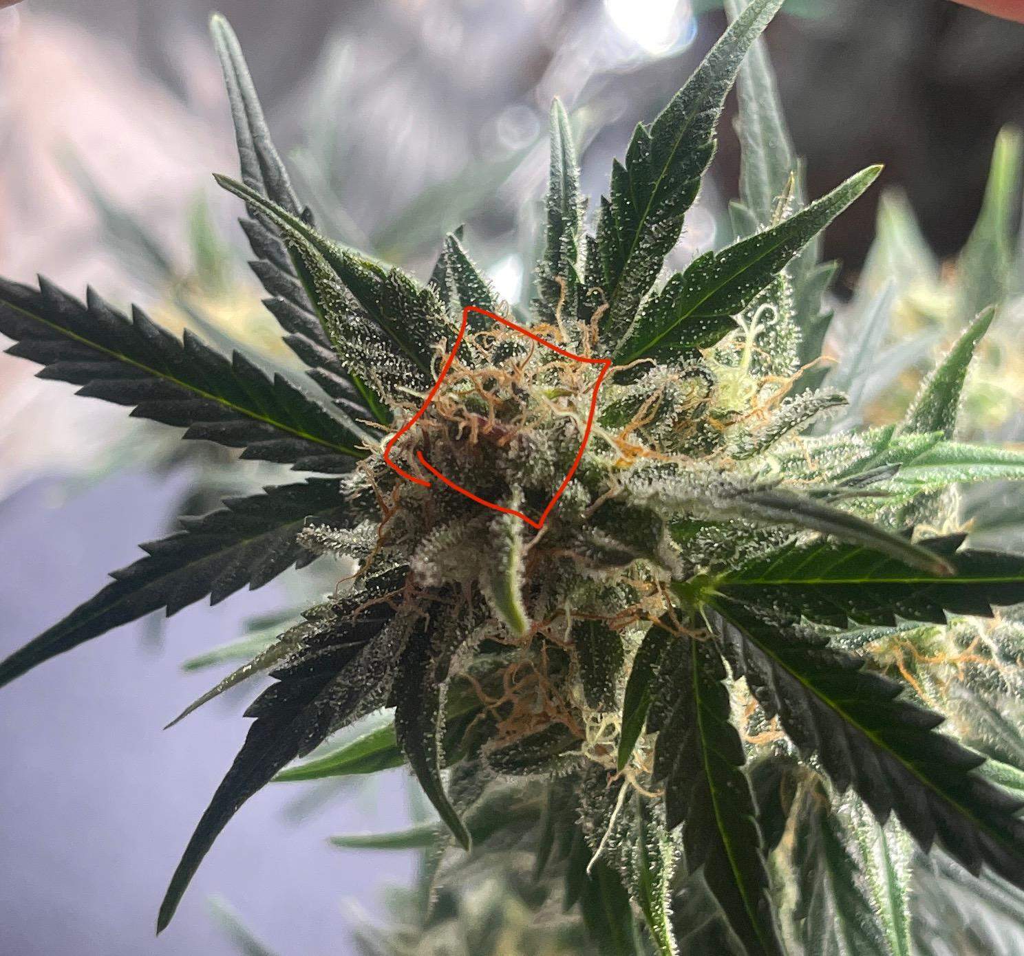 Blütenstempel lila ist das normal? (Cannabis, Gras, Hanf)