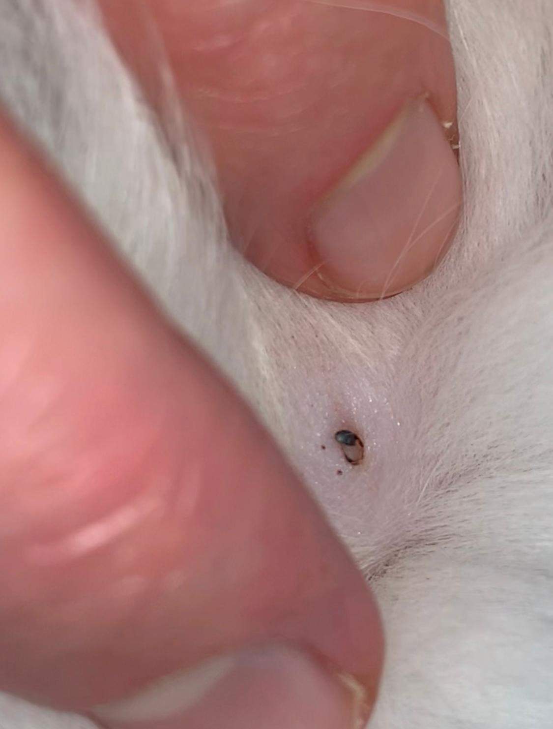 Blutige Zitze Kater? (Tiere, Katze)