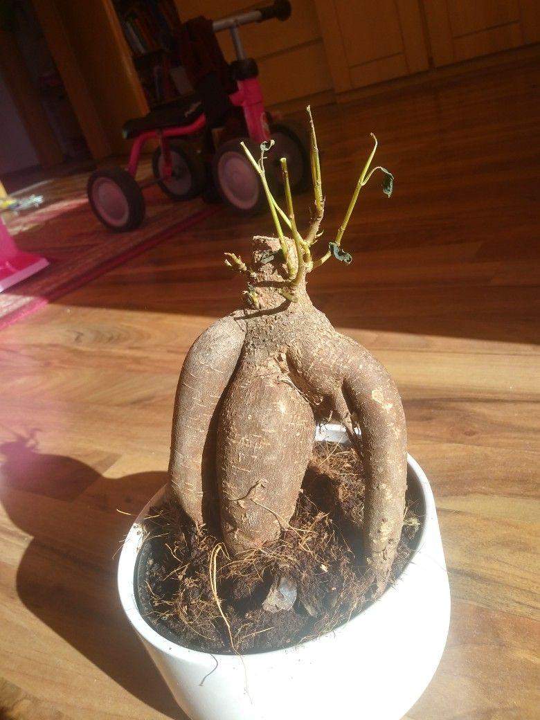 Bonsai Blatter Fallen Ab