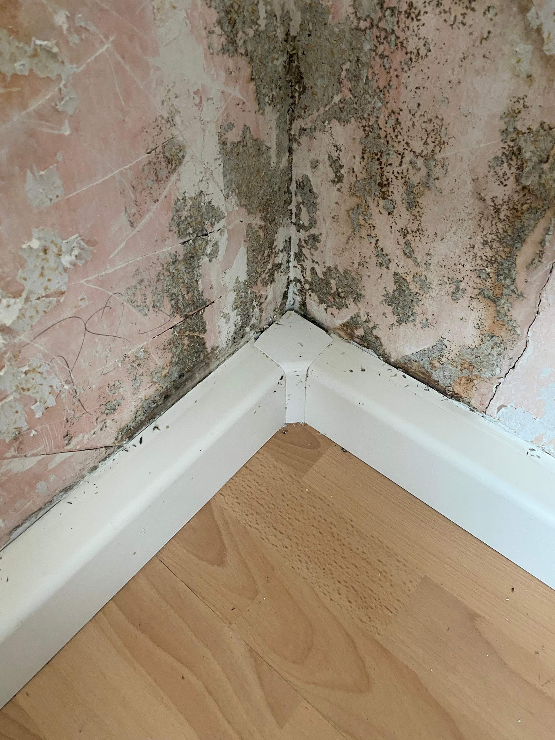 Luxus Geruche Aus Wand Entfernen Bilder