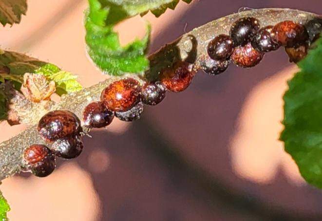 Kleine Braune Eier Insekten