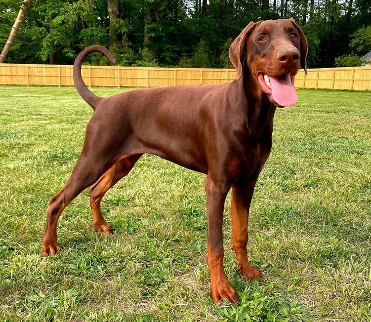 Brauner Dobermann? (Farbe, Hunderasse)