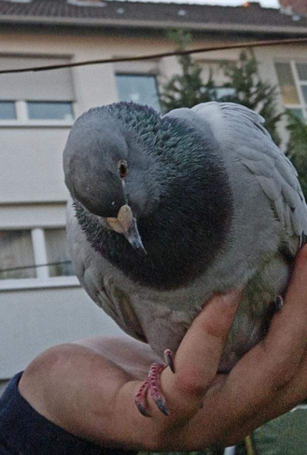 Brieftaube gefunden? (Tiere, Vögel, Futter)