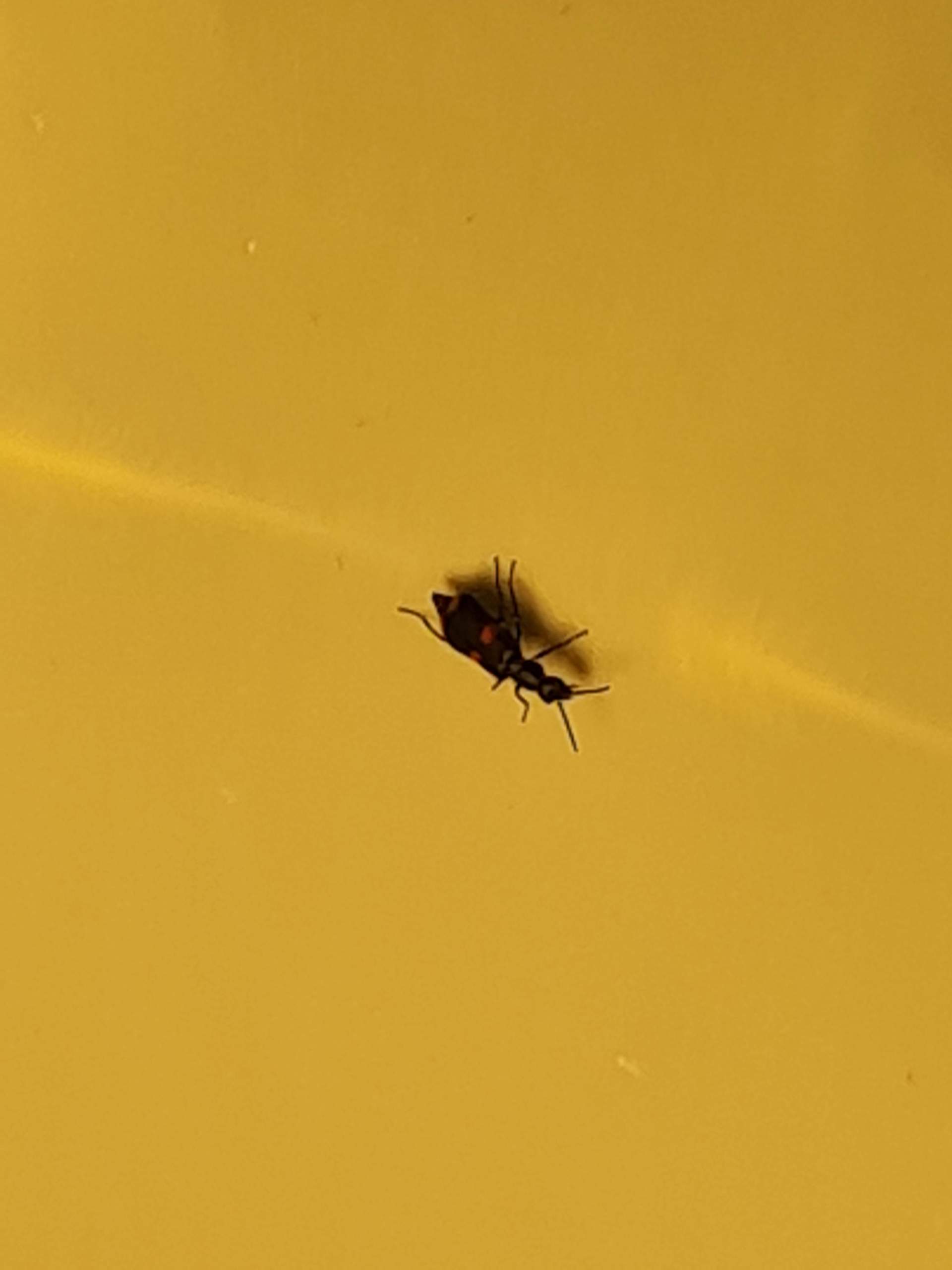 Buntkäfer & Larven im Zimmer? (Insekten, Schädlinge, Ungeziefer)