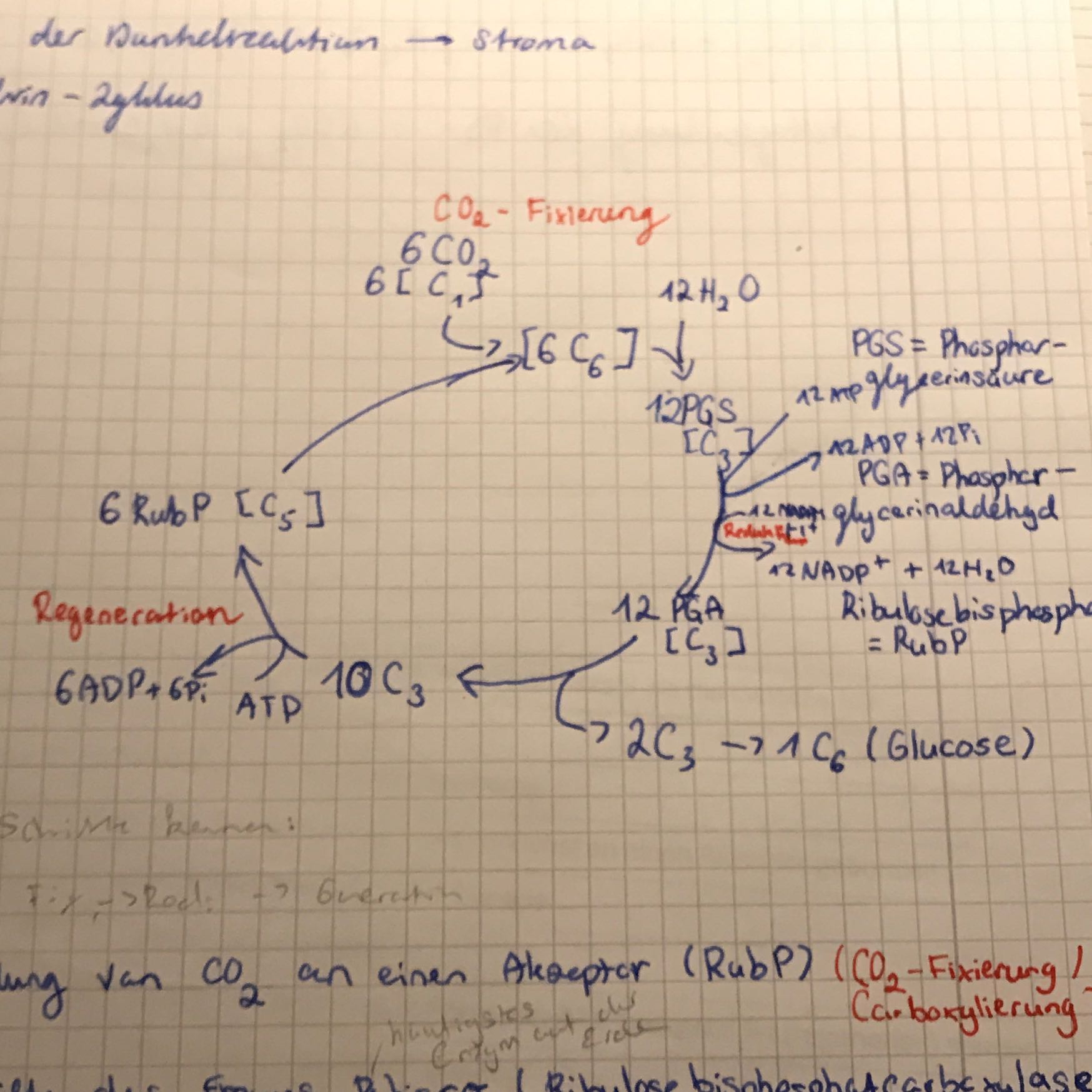 Calvin Zyklus für Dummies Photosynthese? (Schule, Chemie, Biologie)