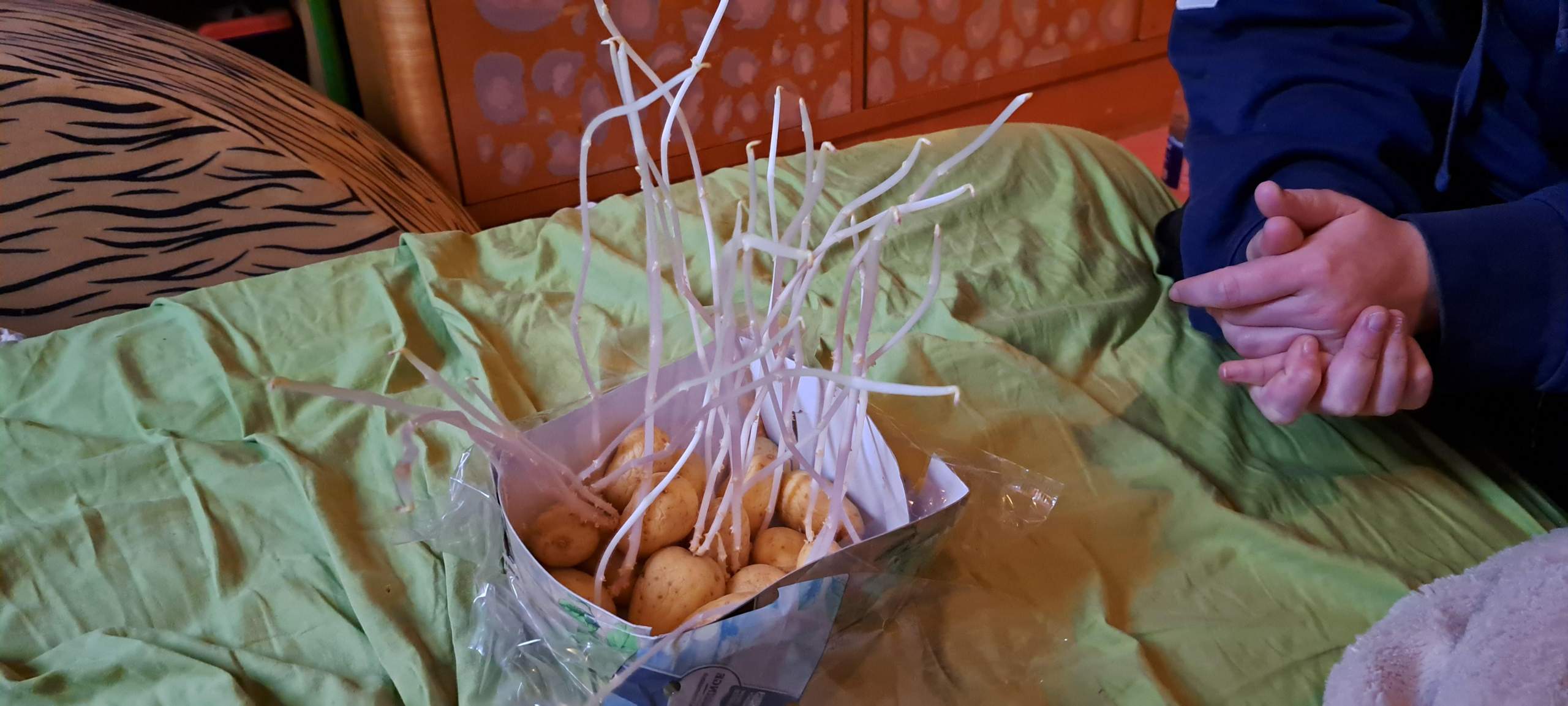 Chat sind die Kartoffeln noch essbar? (Haltbarkeit ... Chat sind die Kartoffeln noch essbar? (Haltbarkeit ...