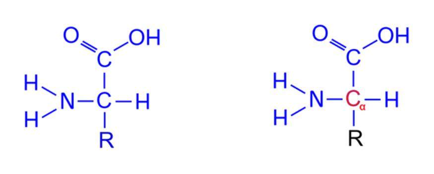 [Chemie] Alpha oder Beta C-Atom? (Alkohol, Protein, Chemieunterricht)