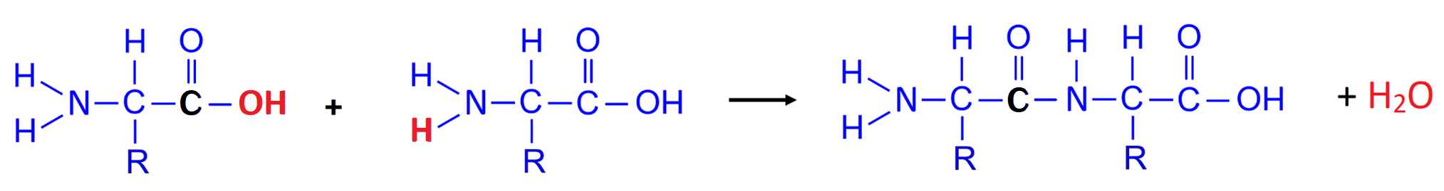 [Chemie] Wieso ist eine Peptidbindung eine Säureamidbindung ...