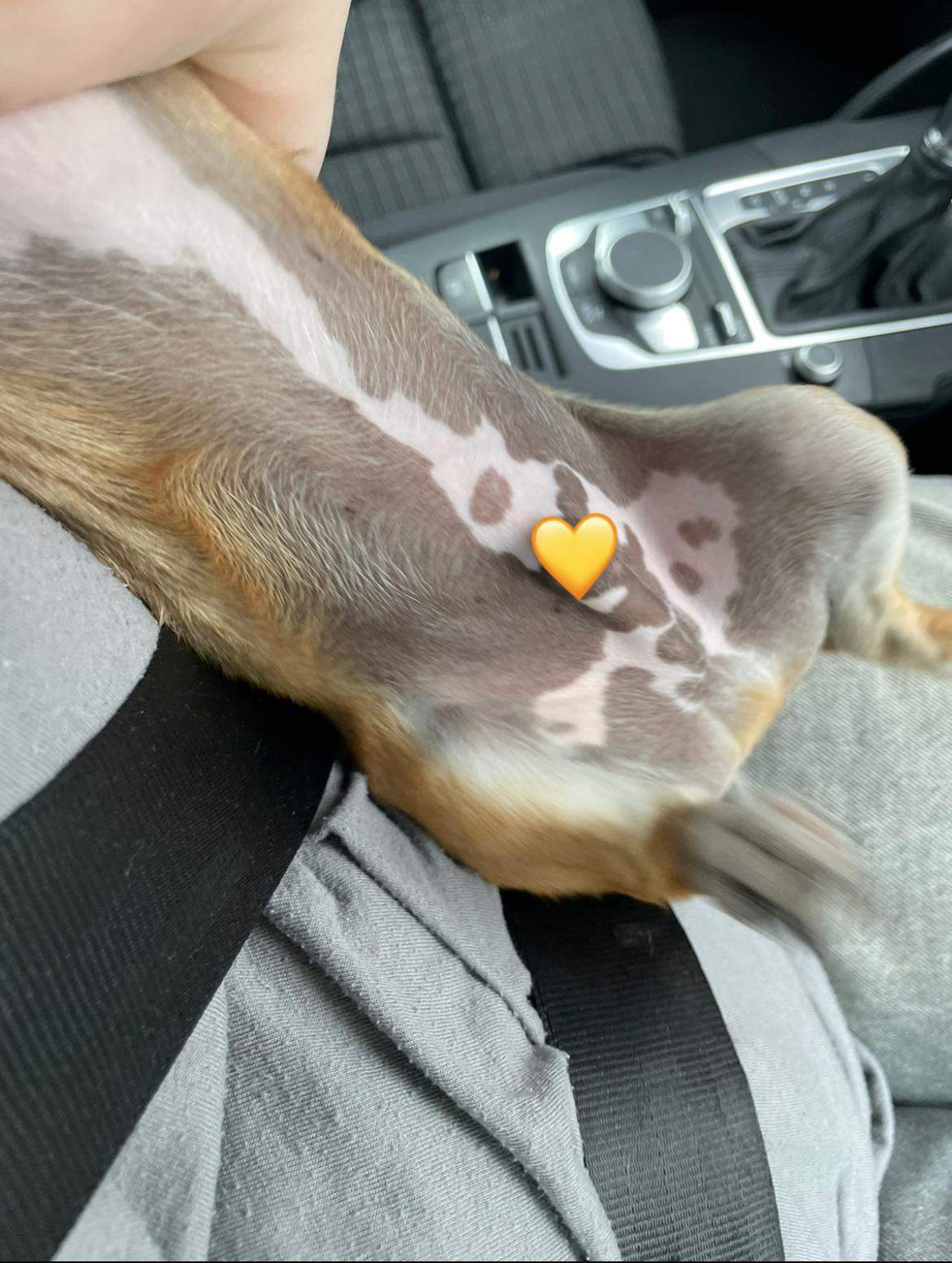 Chihuahua welpe|Sind die Flecken normal er hat die auch am Hals ...