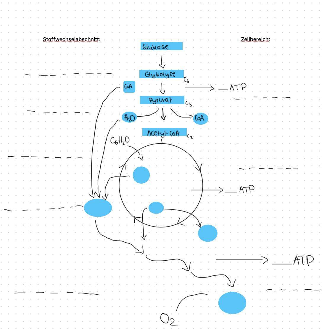 Citratzyklus? (Bio, Biochemie, Biologieunterricht)