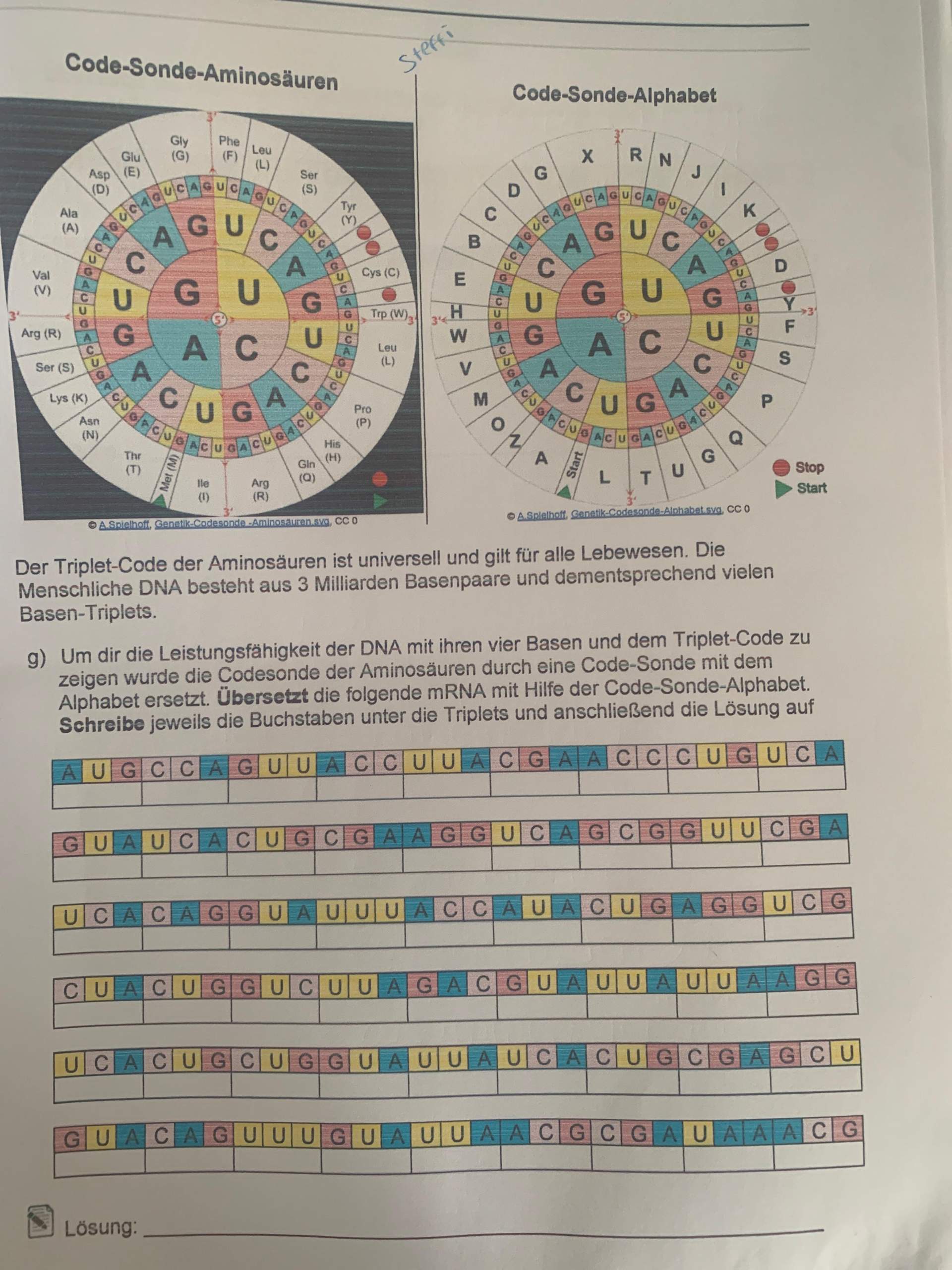 Code-Sonde-Aminosäuren BIO? (Biologie, Abschluss, Genetik)