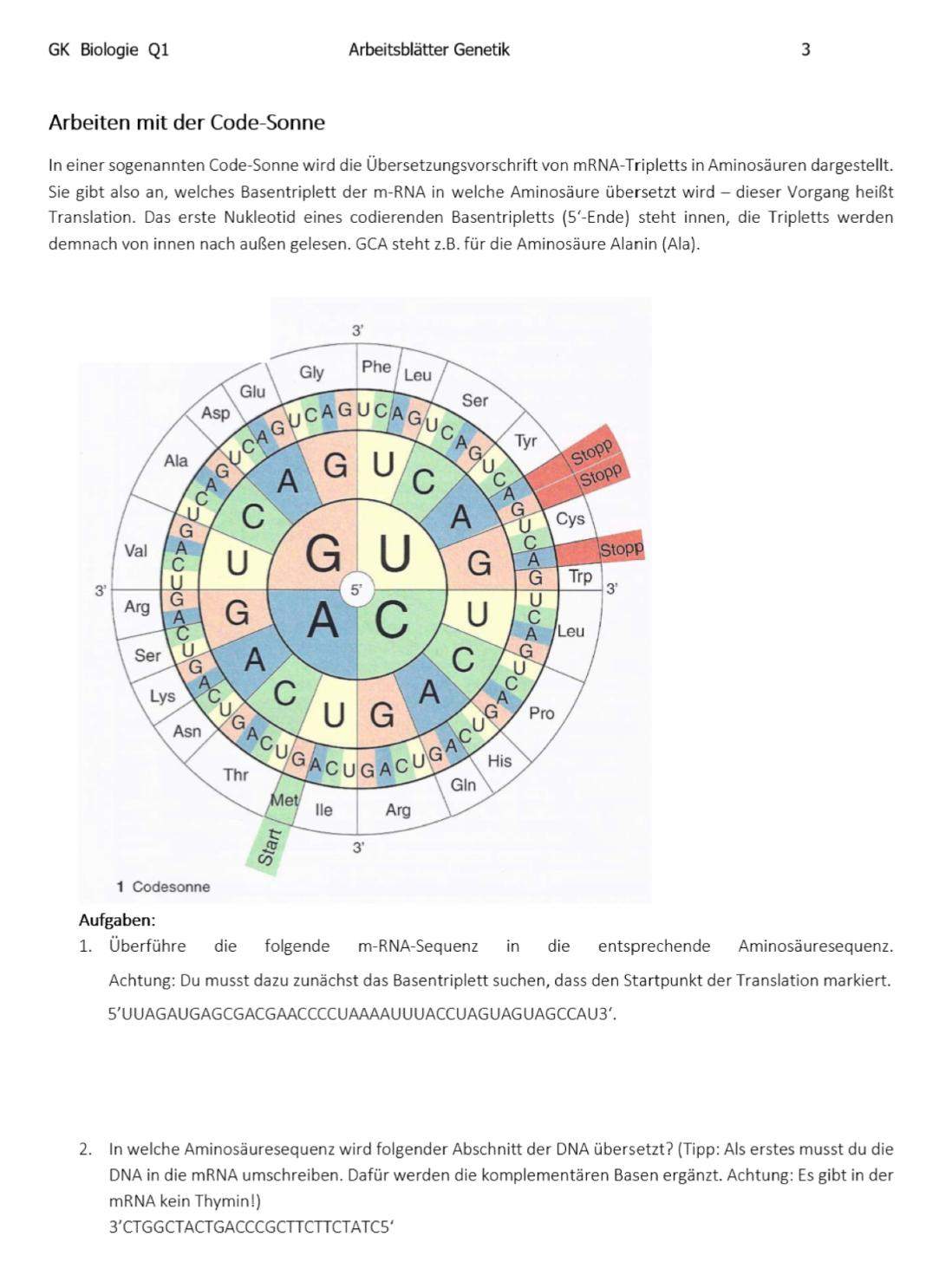 Code Sonne Arbeitsblatt? (Genetik, Biologieunterricht)