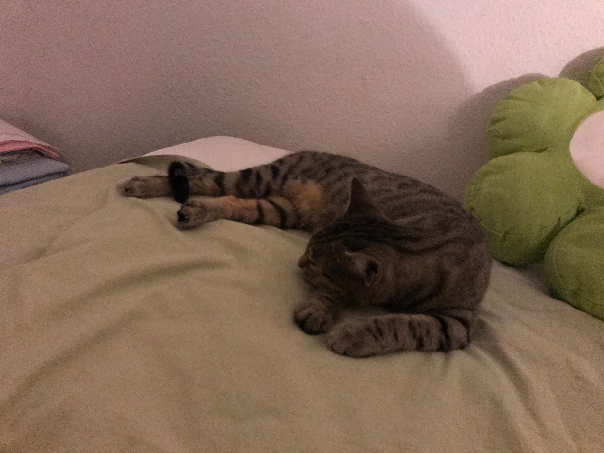 Darf eure Katze auch im Bett schlafen? (Kater, Tierhaltung, Tiermedizin)