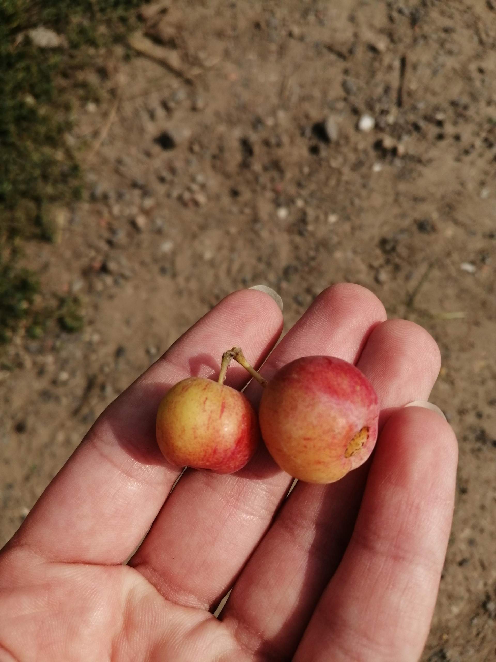 Darf man diesen Apfel essen die Sorte ist Elster aber er ist ziemlich ...