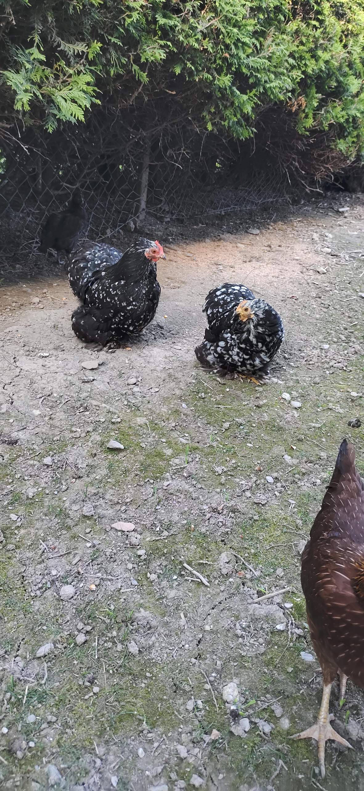 Der Kamm vom Huhn ist blass? (Tiere, Eier)