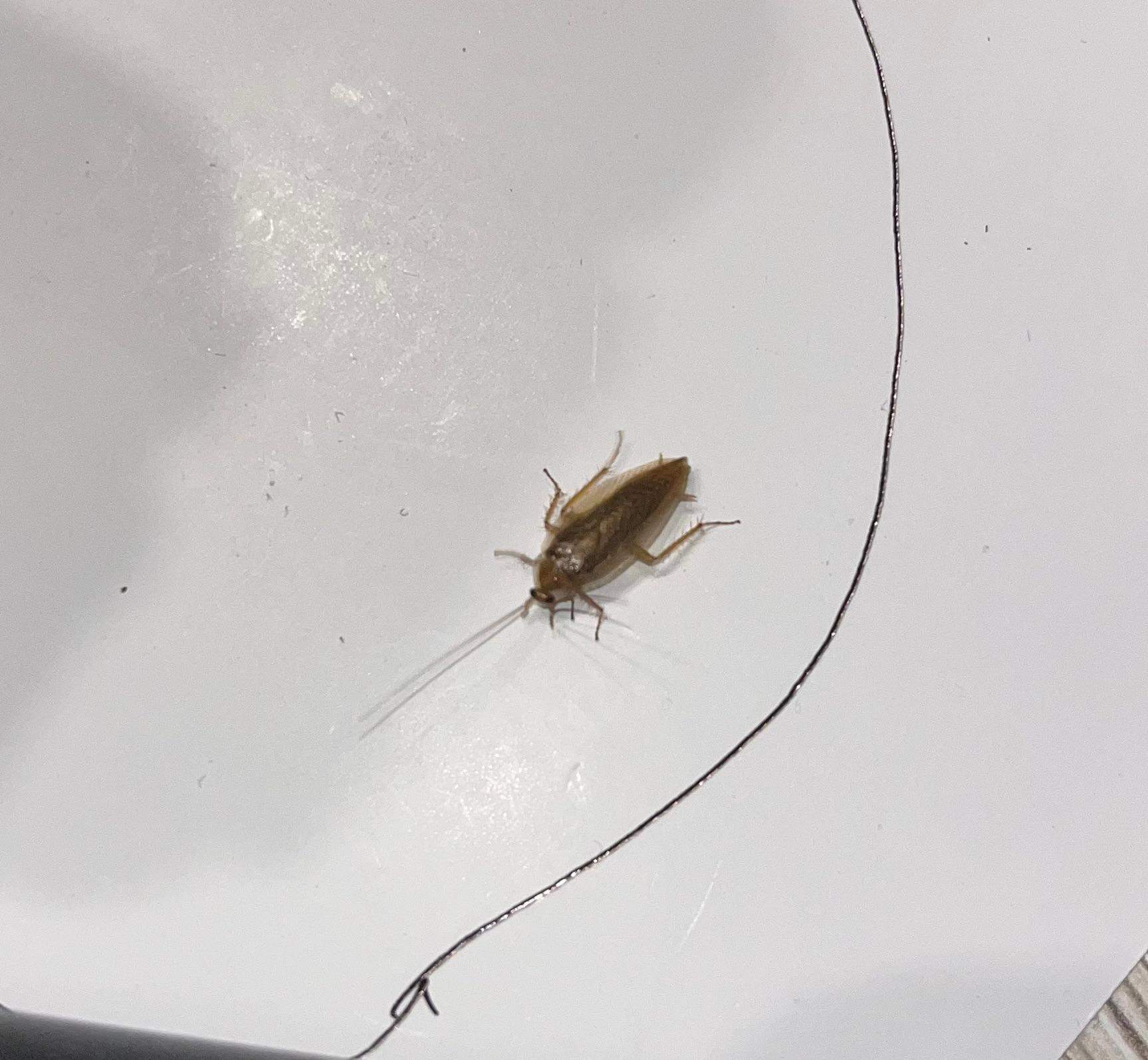 Deutsche Schabe Oder Einfache Bernstein Schabe Insekten