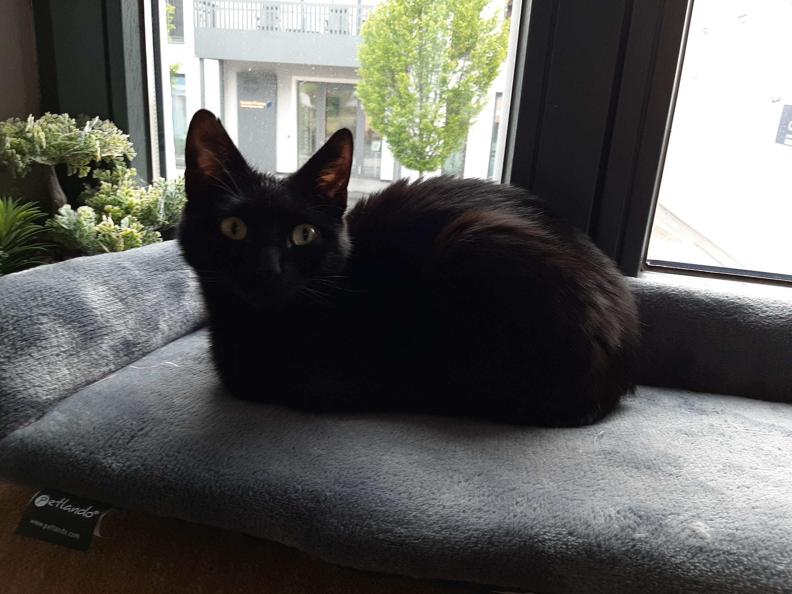 Diagnose angeborene CNI (Katze) - wie gehe ich emotional mit der ...