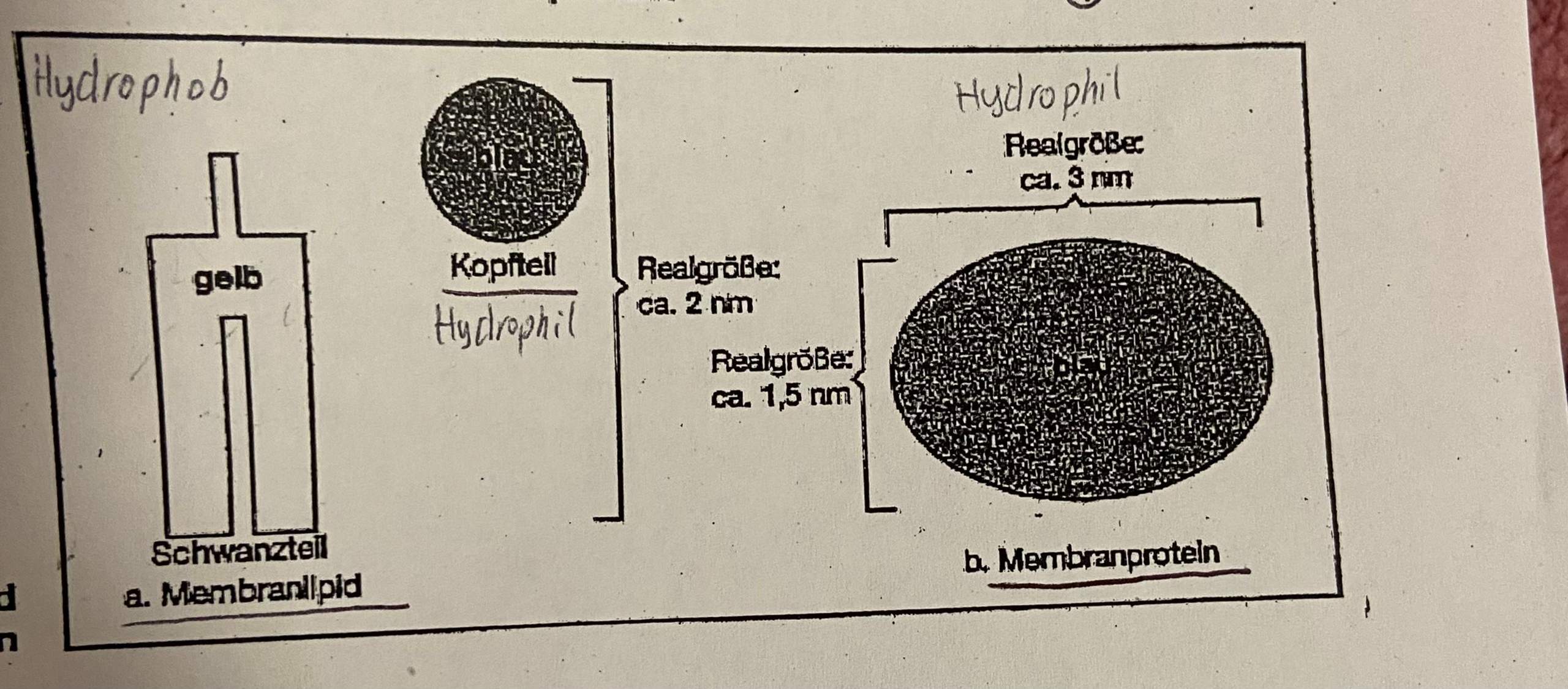 Die Biomembran? (Bio, Biologieunterricht, Membran)