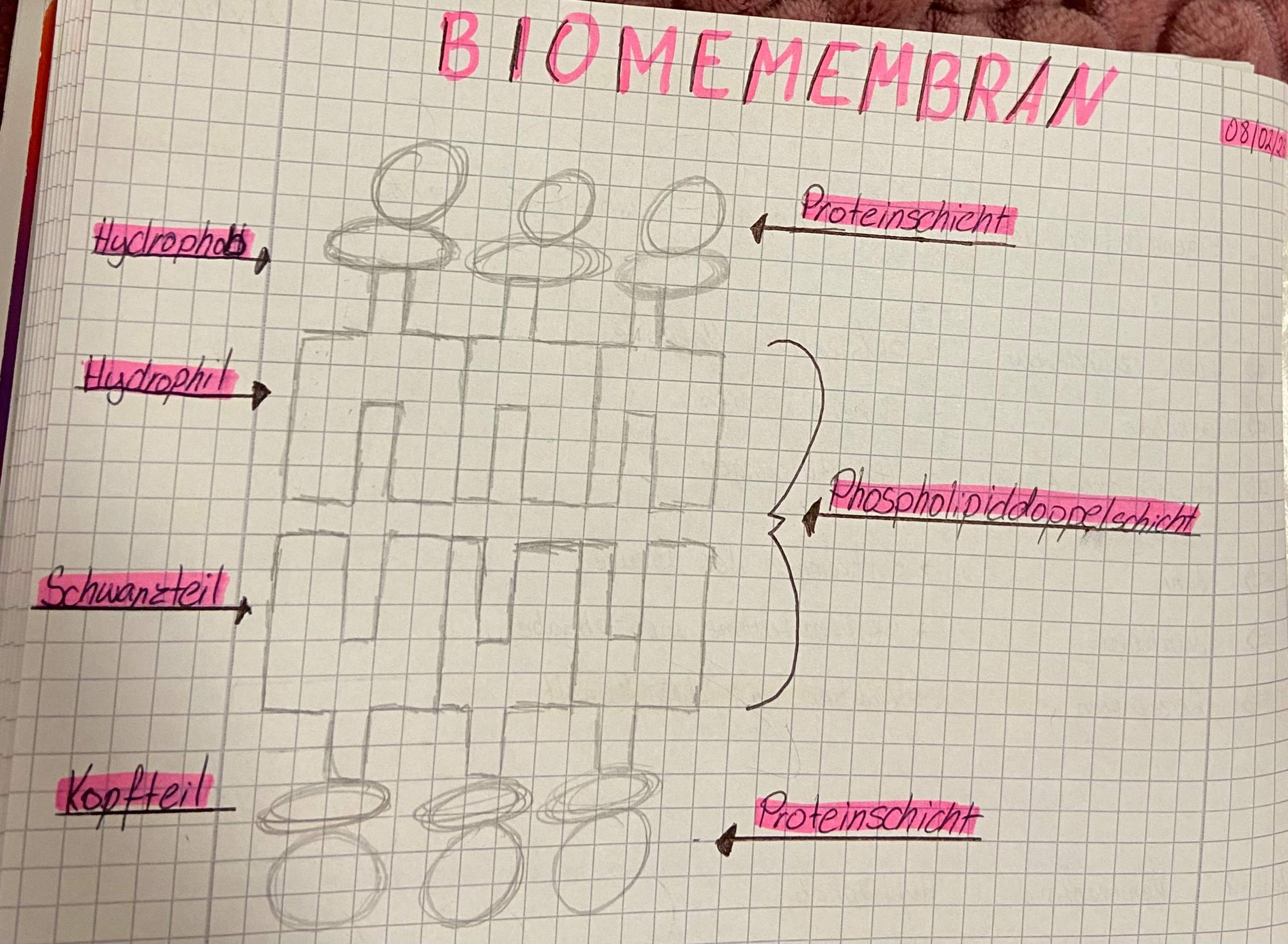 Die Biomembran? (Bio, Biologieunterricht, Membran)