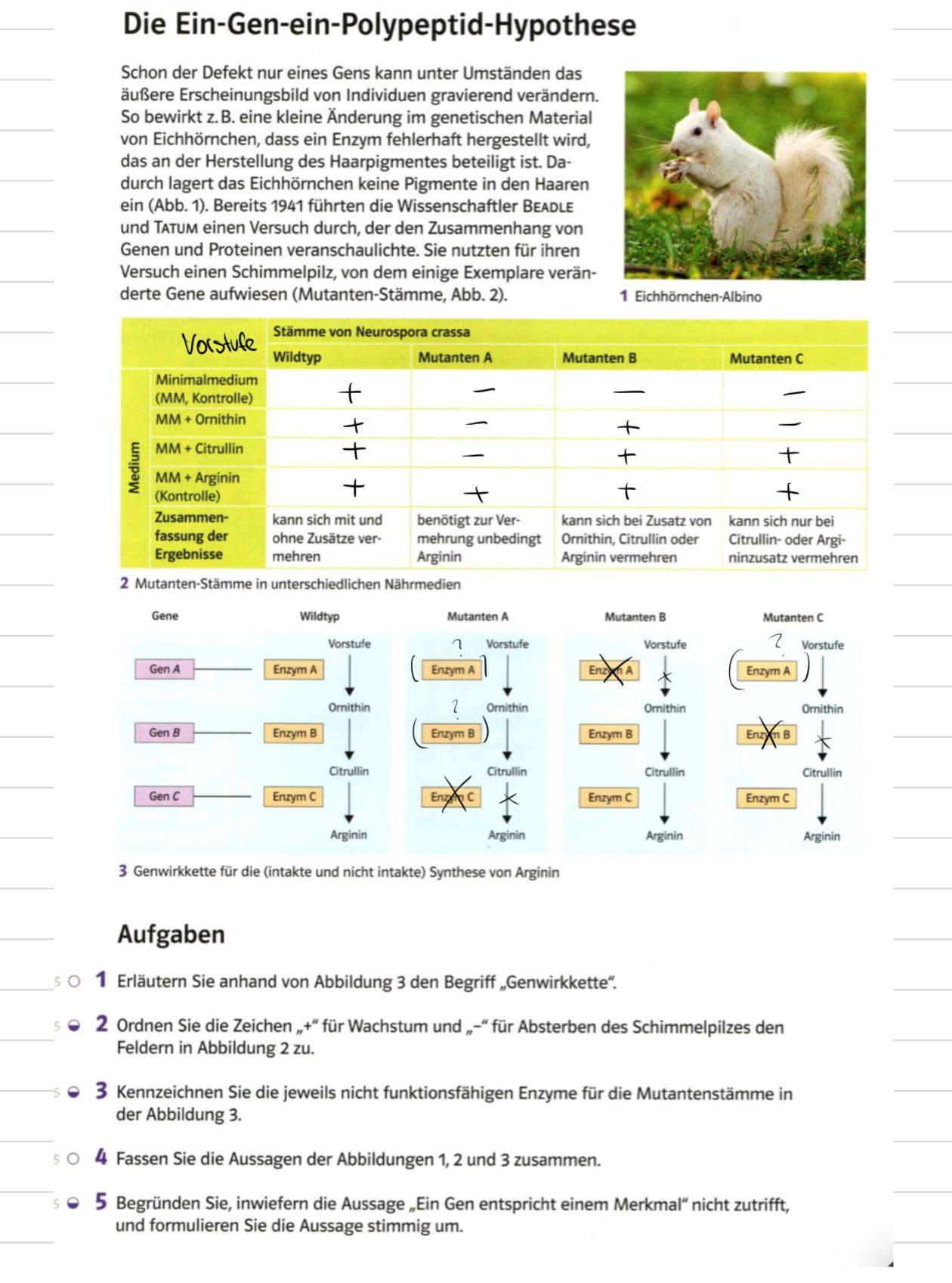 Die Ein-Gen-ein-Polypeptid-Hypothese? (Biologie, Genetik, Bio)