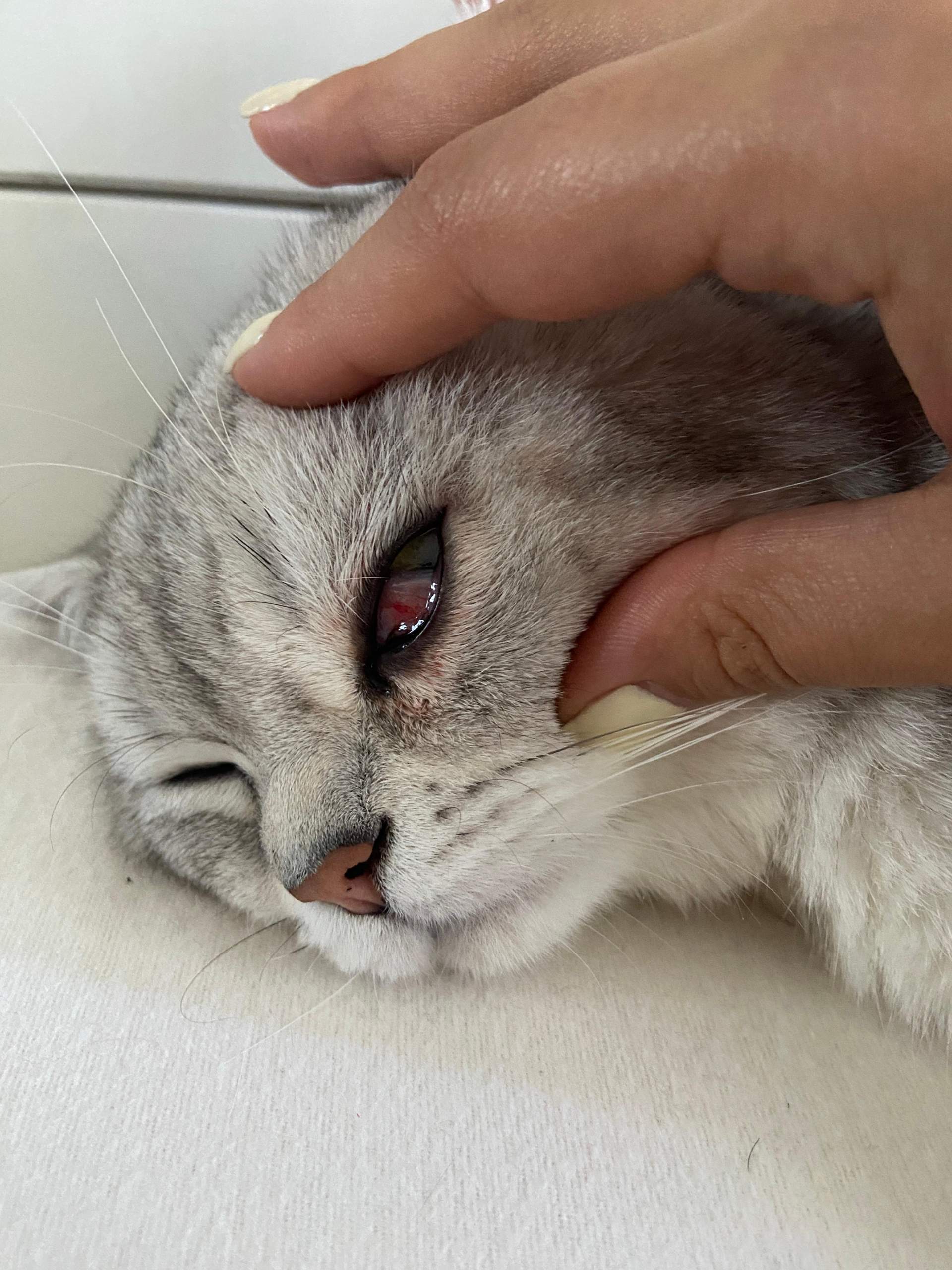 Katze Augen Rot Umrandet