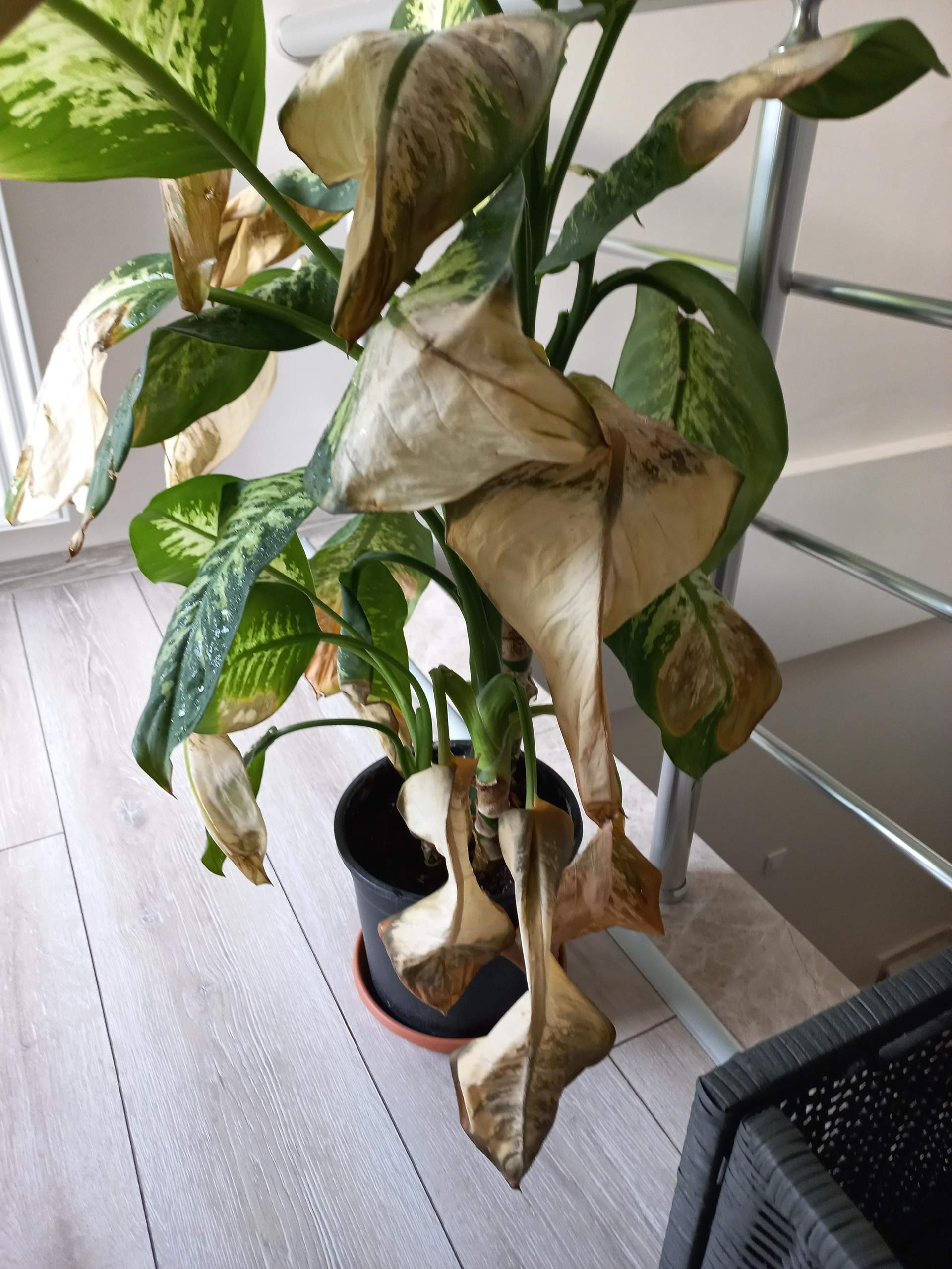 Dieffenbachia-Pflanze 3 Tage in praller Sonne - wie retten ...