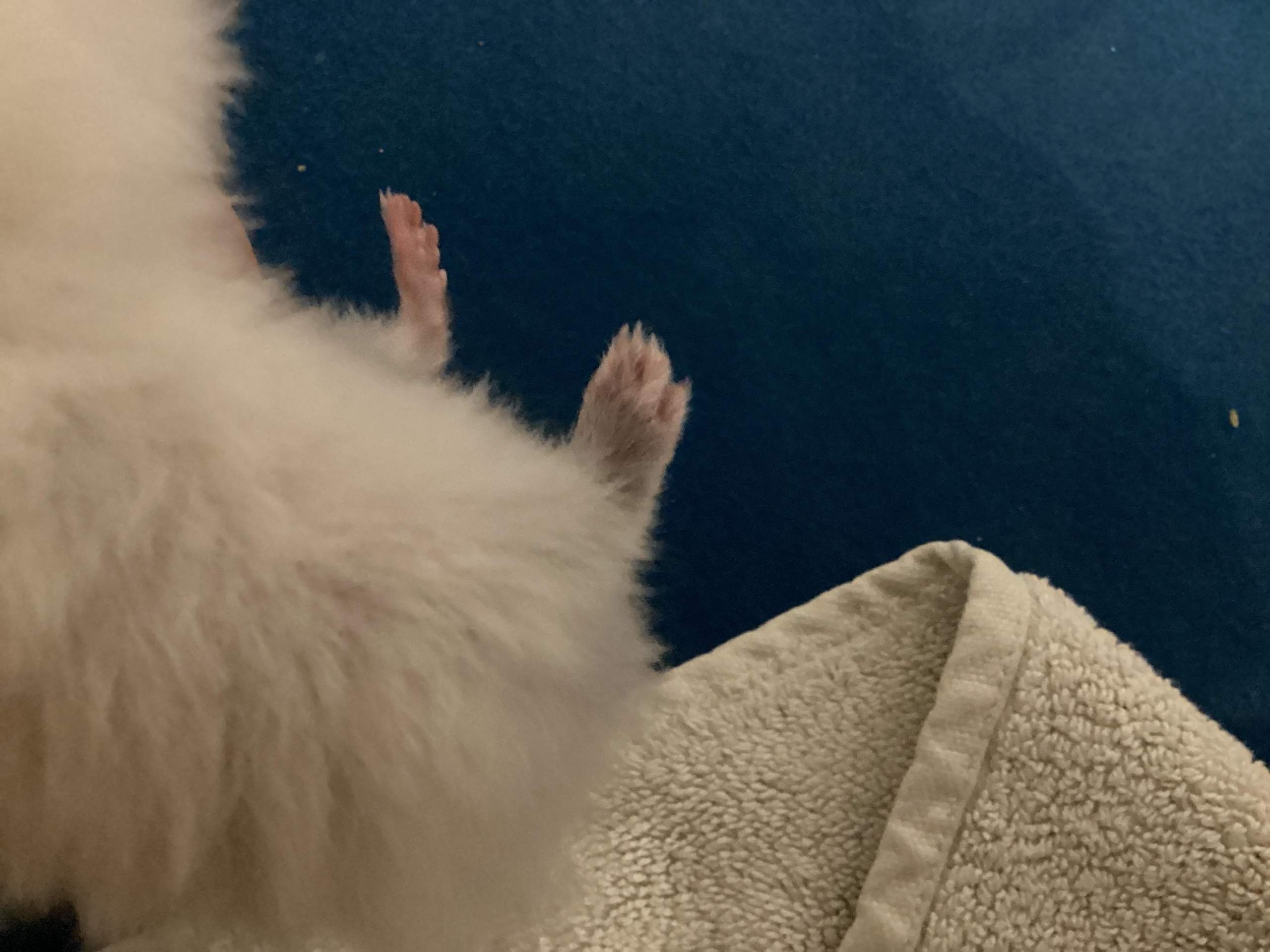 Direk zum Tierarzt oder erst ein paar Tage beobachten? (Gesundheit ...