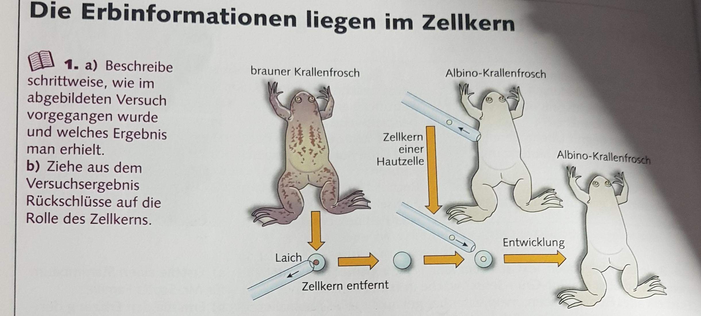 DNA Isolation? (Schule, Biologie)
