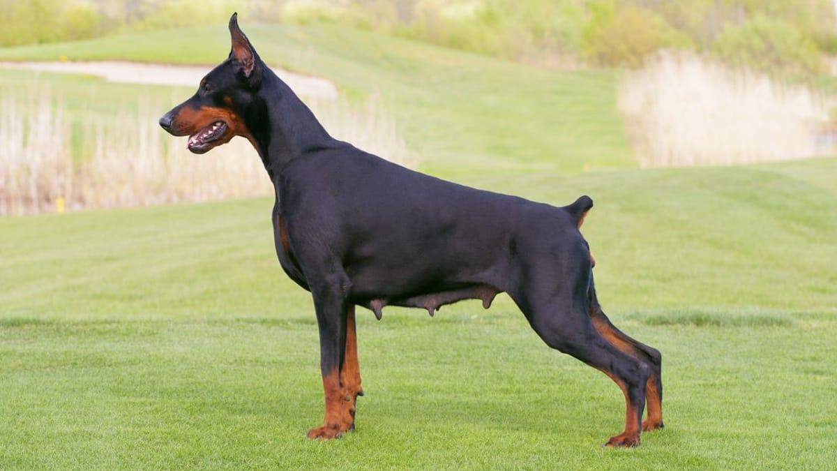 Dobermann Aussehen? (Gesundheit, Umfrage, Abstimmung)