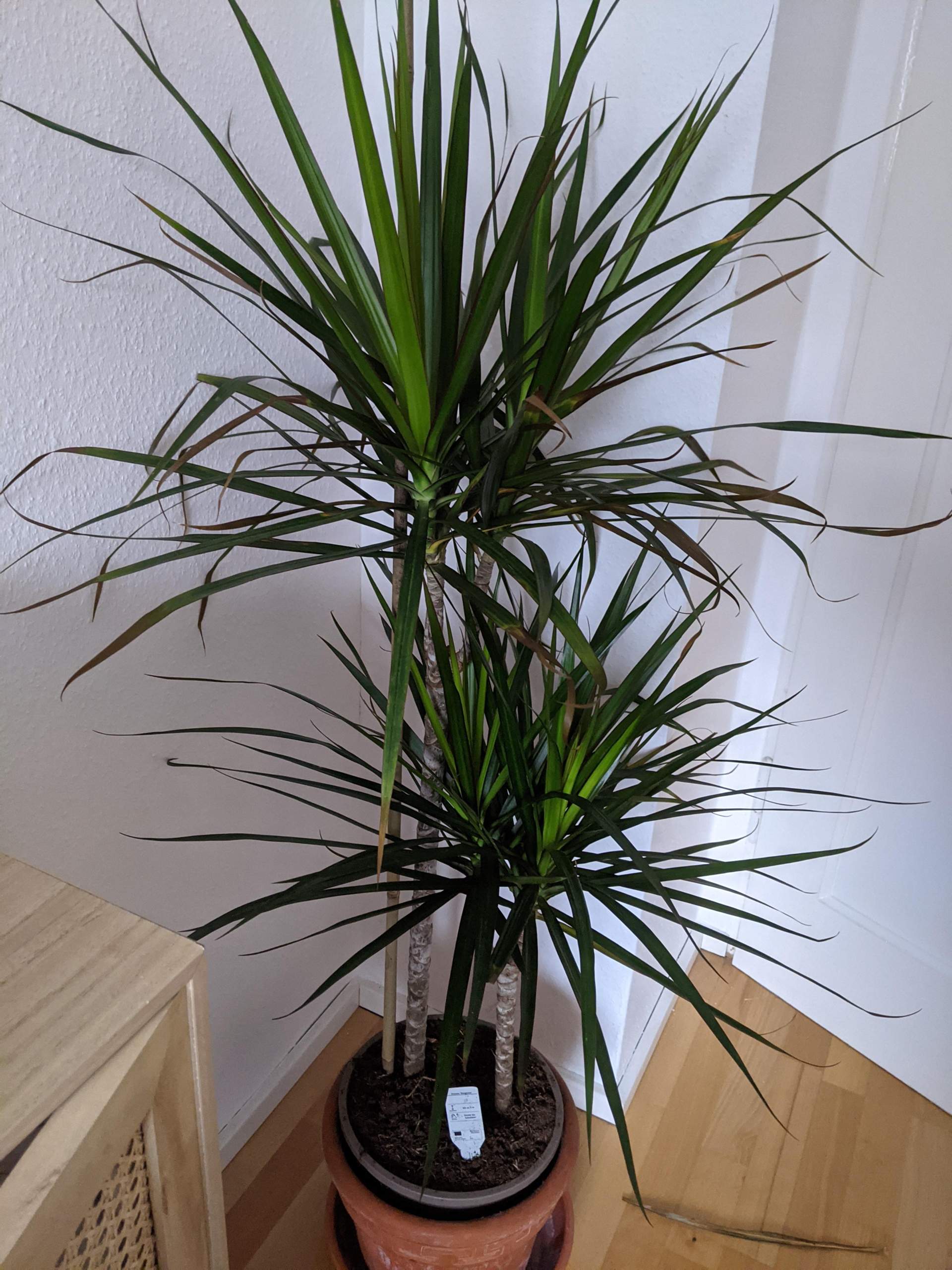 dracena geht ein? (Pflanzenpflege, Zimmerpflanzen)