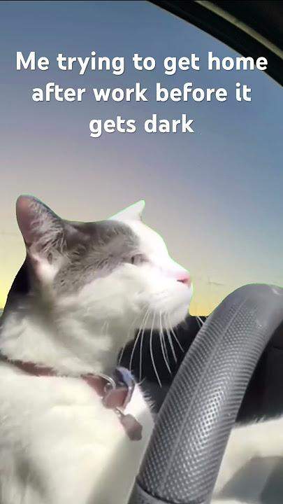 Driving Cat Meme? (Auto, Katze, Kater)
