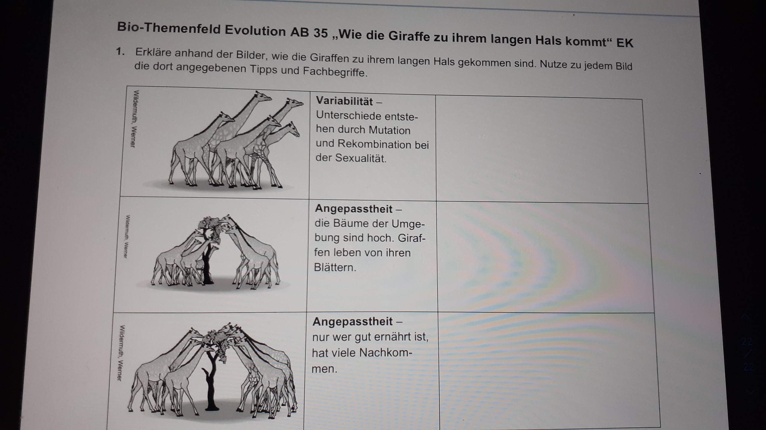 Eerkläre anhand der Bilder, wie die Giraffen zu ihrem langen Hals ...