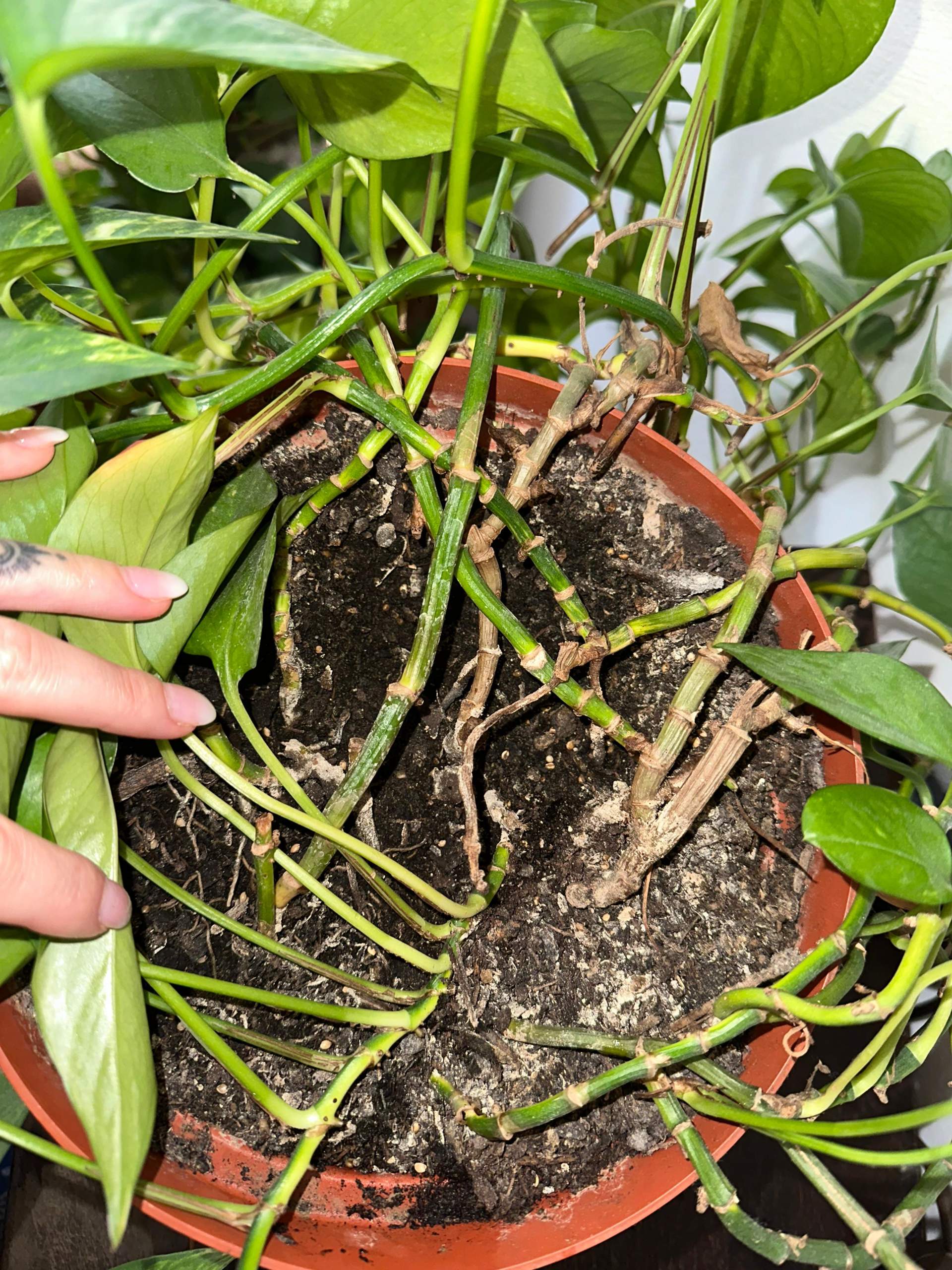 Efeutute- ist diese Wurzel tot oder noch zu retten? (Erde ...