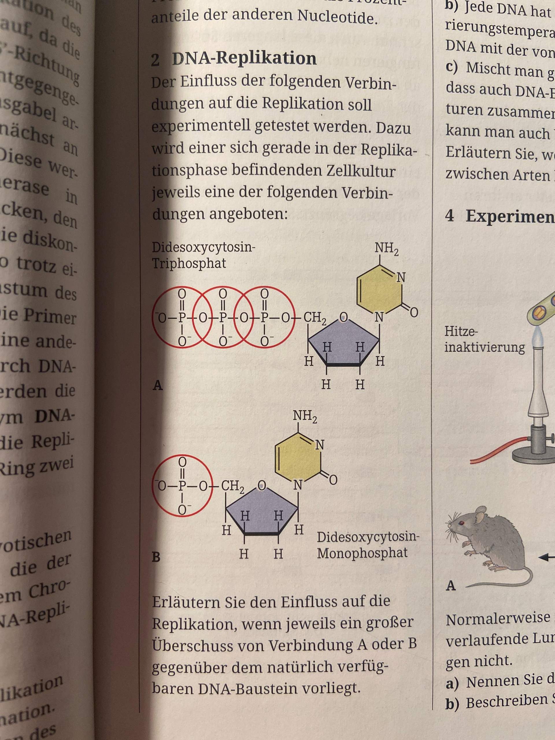 Einfluss auf DNA - Replikation? (Biologie, Abitur, Genetik)