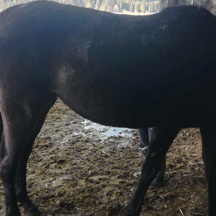 Endmaß pferd? (Tiere)